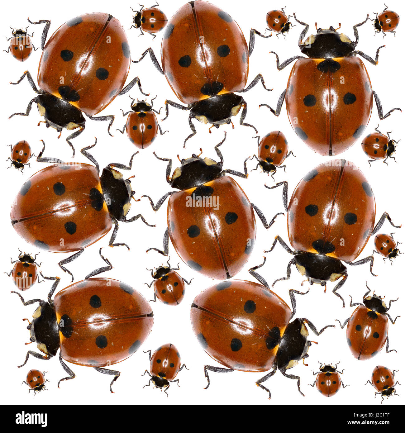 Ladybug Photo Pattern - Seven-spot Ladybird on white Background Stock ...