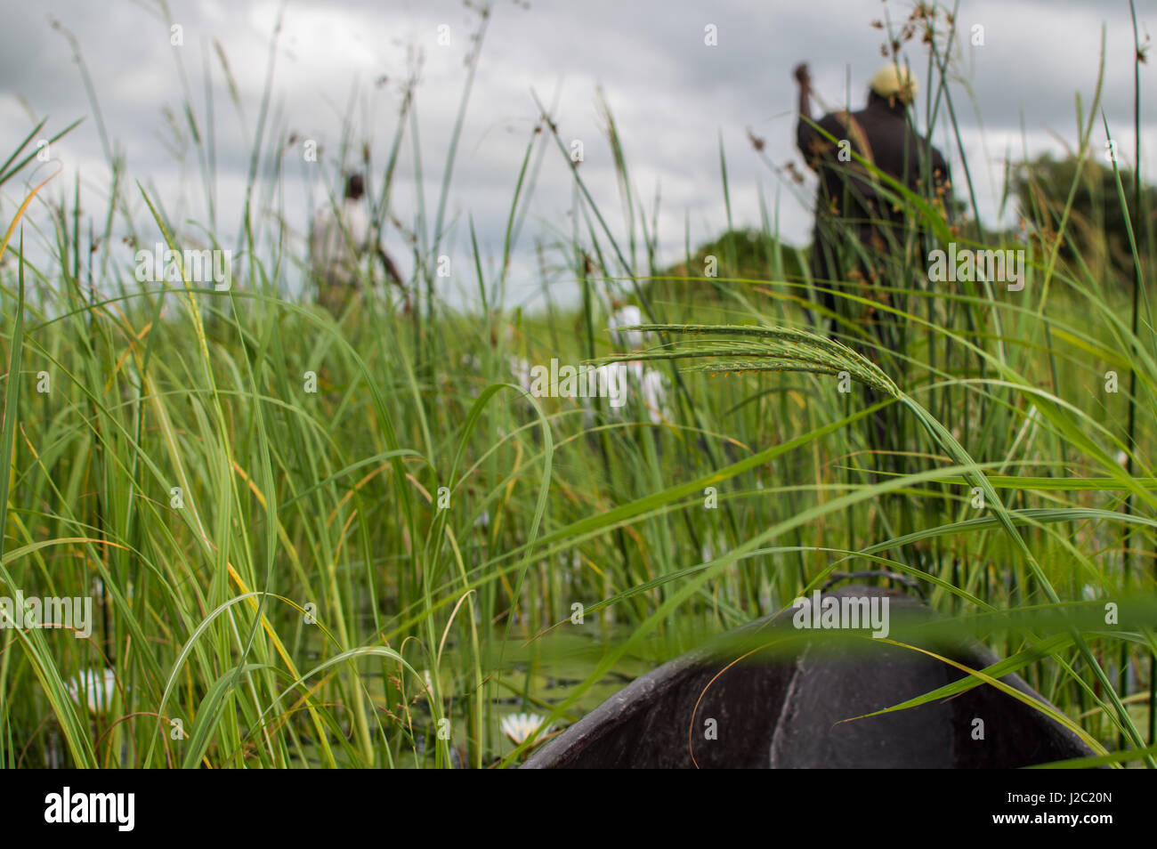 Mokoro Canoe Trip in the Okavango Delta near Maun, Botswana Stock Photo ...