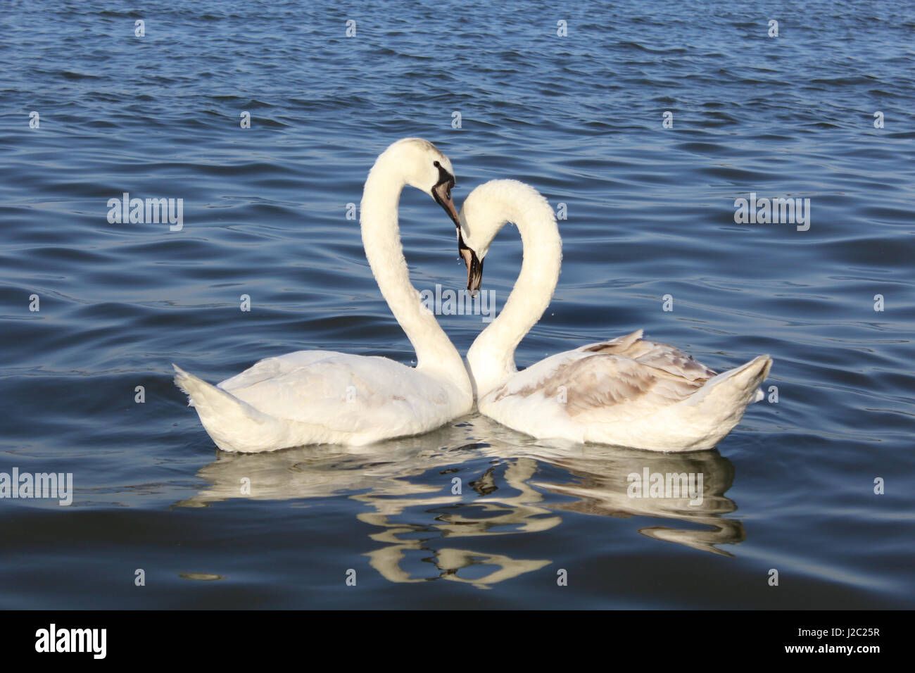 Swan swan swan swan love hi-res stock photography and images - Alamy