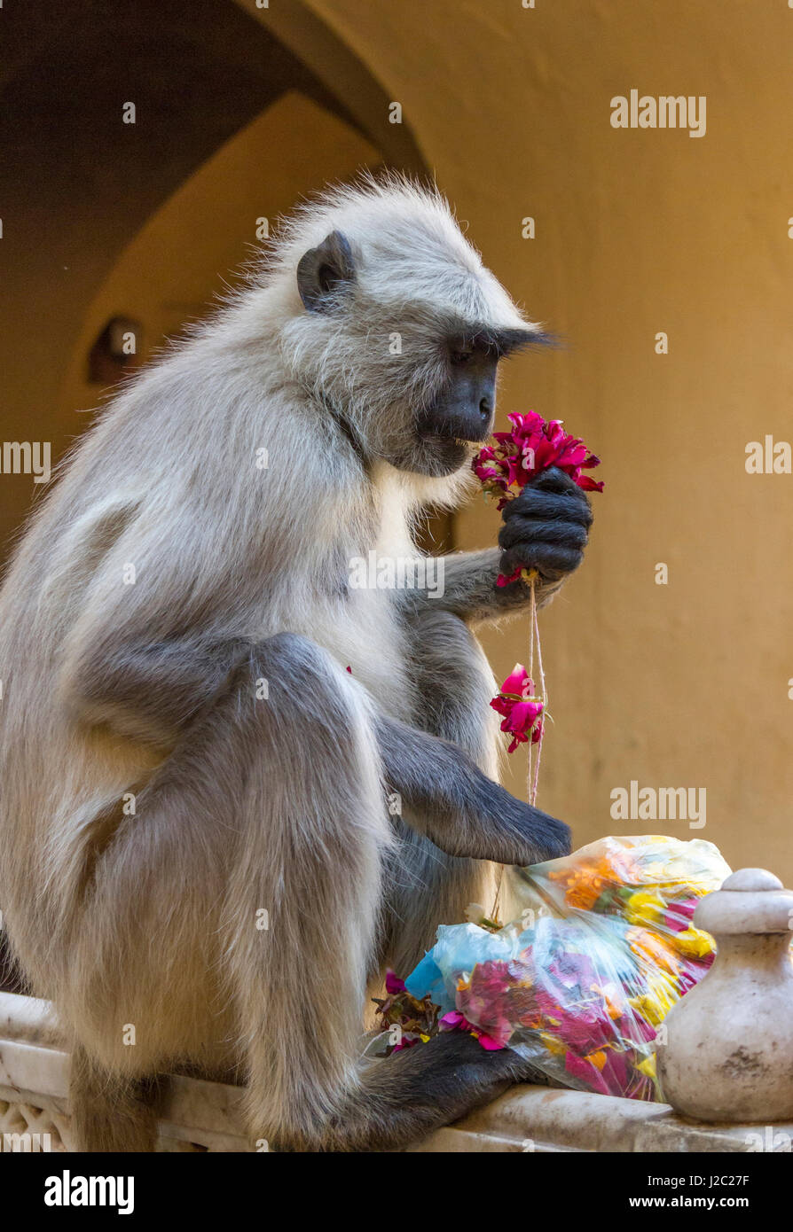 Monkey. Amber Fort. Jaipur. Rajasthan. India Stock Photo - Alamy