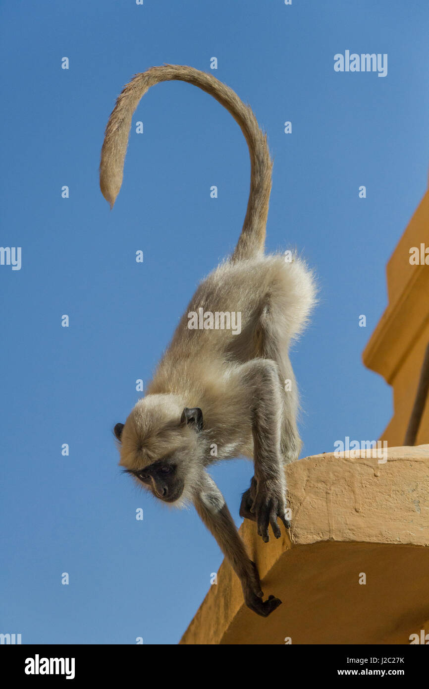 Monkey. Amber Fort. Jaipur. Rajasthan. India Stock Photo - Alamy