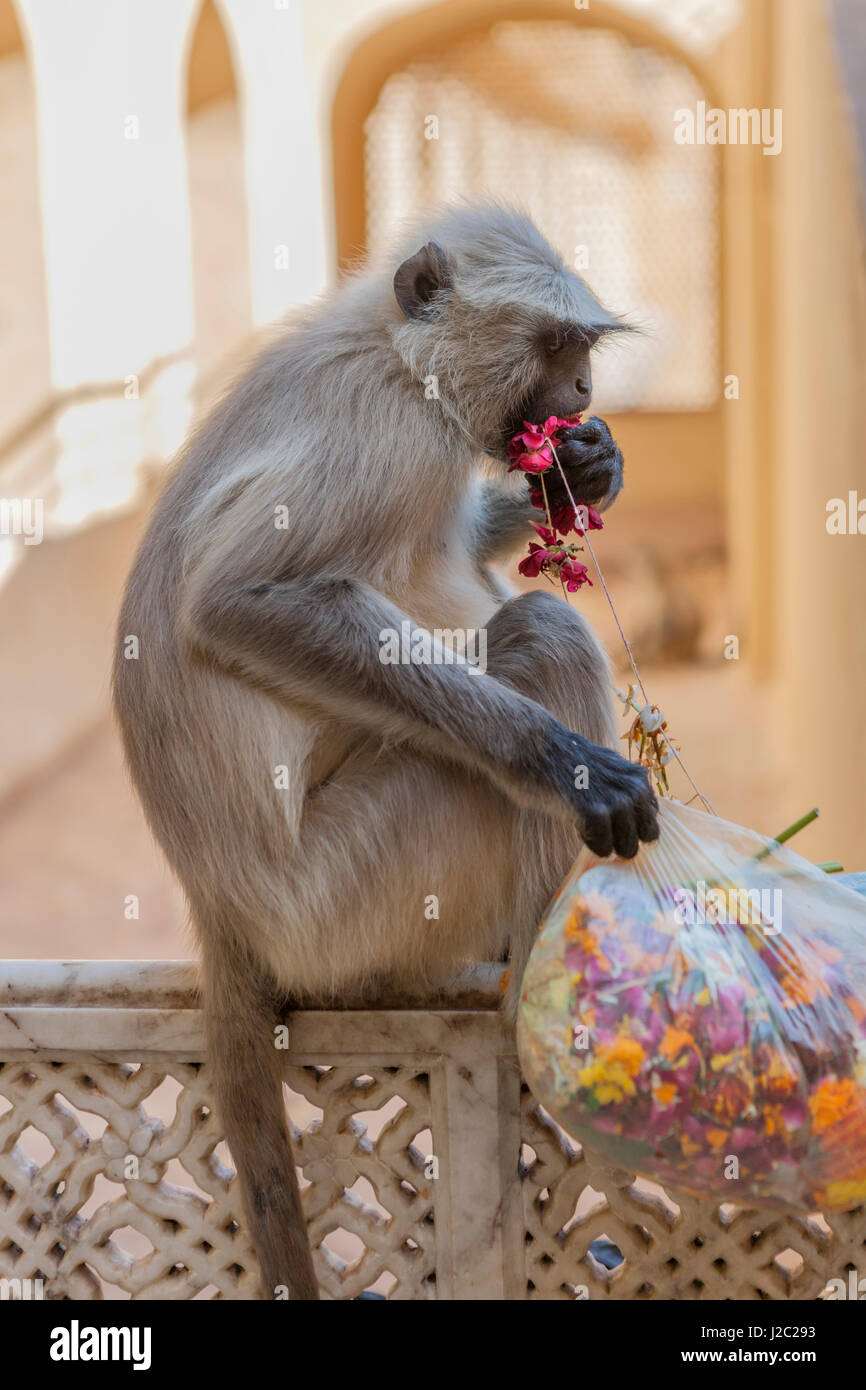 Monkey. Amber Fort. Jaipur. Rajasthan. India Stock Photo - Alamy