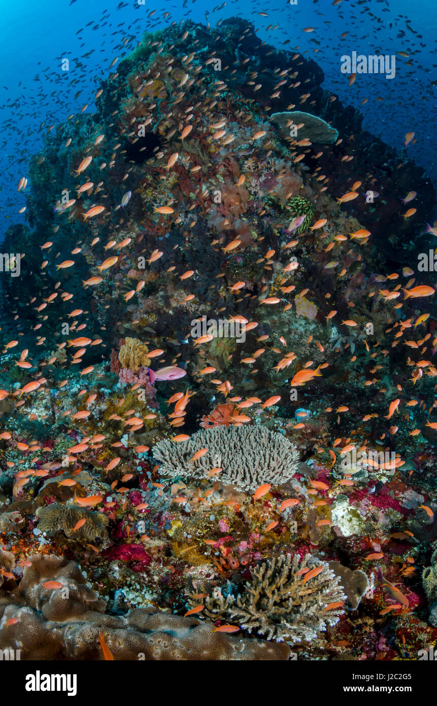 Alor island coral reef scenic credit hi-res stock photography and ...