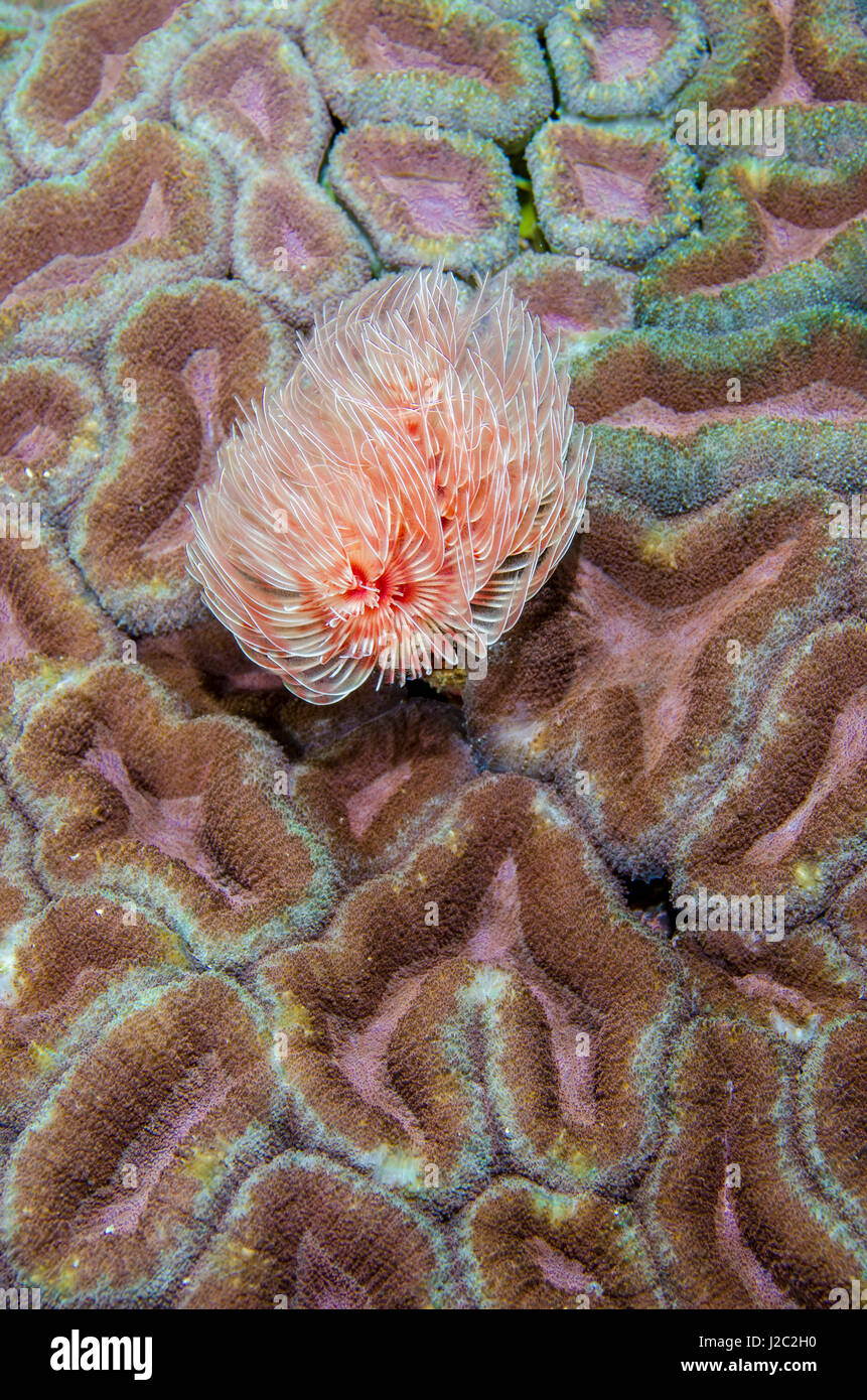 Indonesia, West Papua, Raja Ampat. Feather duster worm on coral. Credit ...