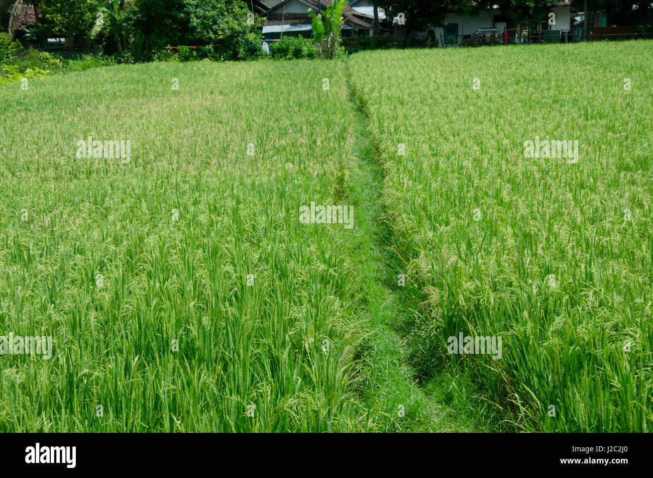 Indonesia, Island of Lombok. Typical Indonesian rice paddy that is ...