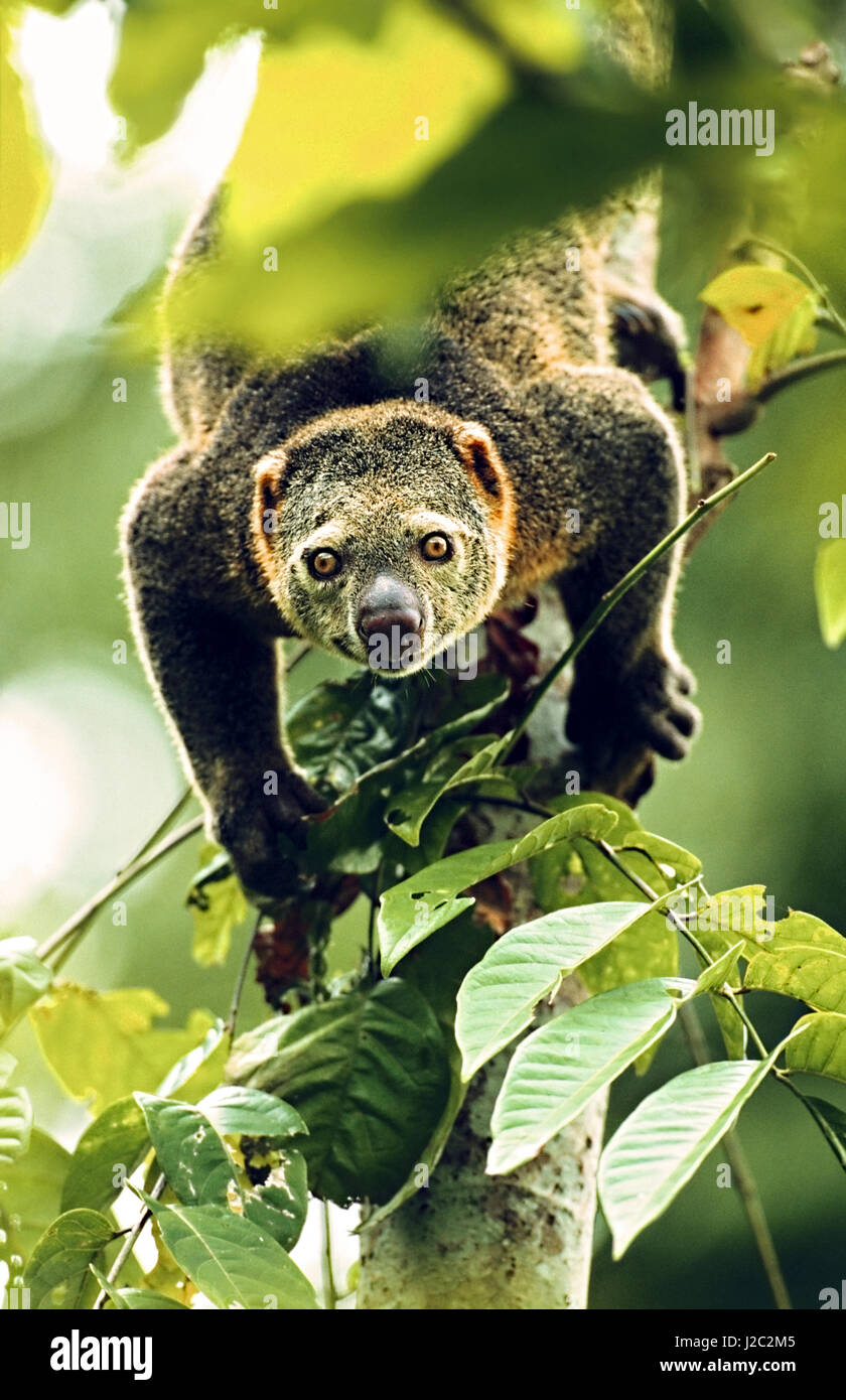 Asia, Indonesia, Sulawesi. Ailurops ursinus, Bear cuscus descending a ...