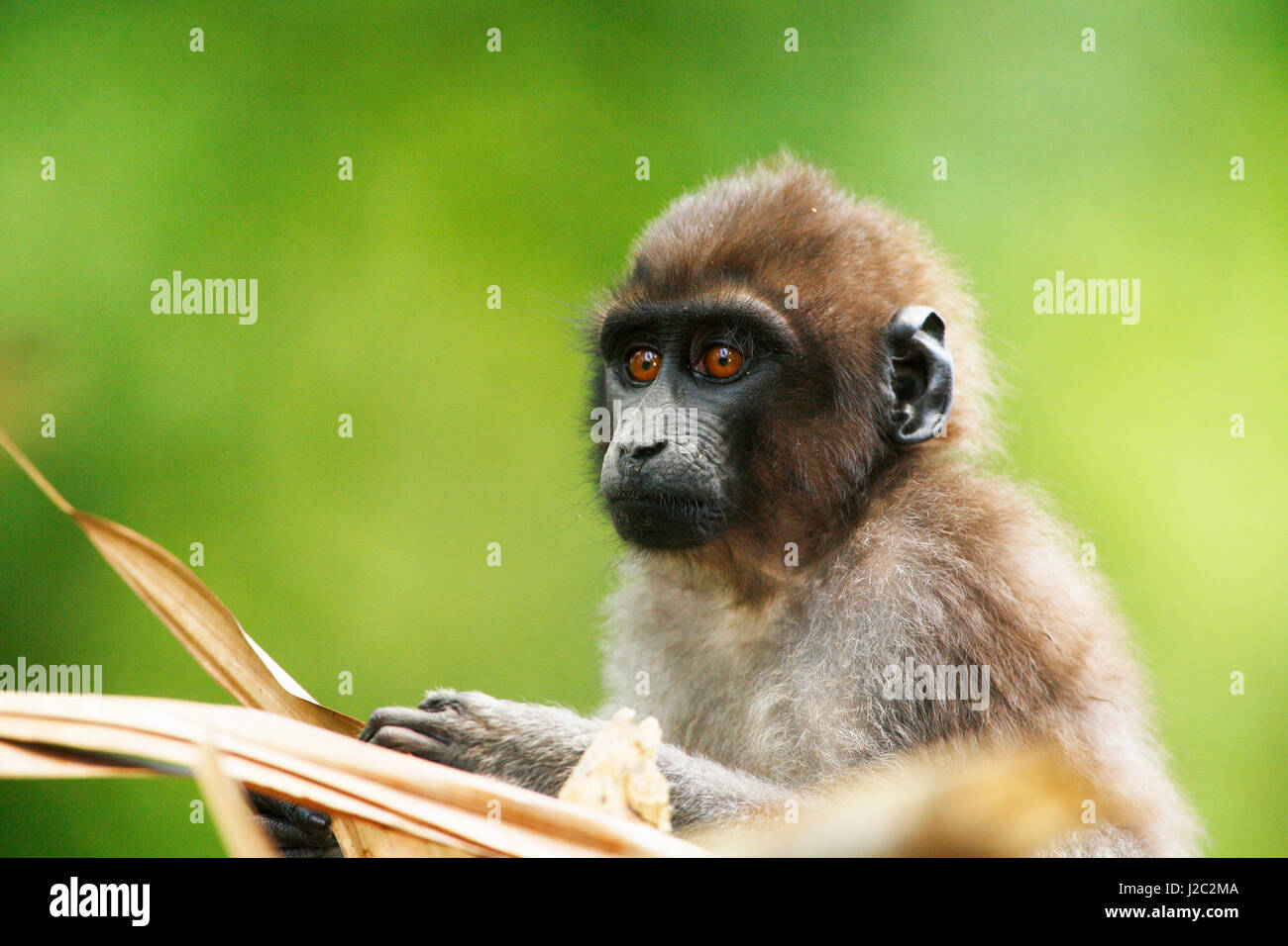 Asia, Indonesia, Sulawesi, Buton Island. Juvenile Buton macaque, Macaca ...