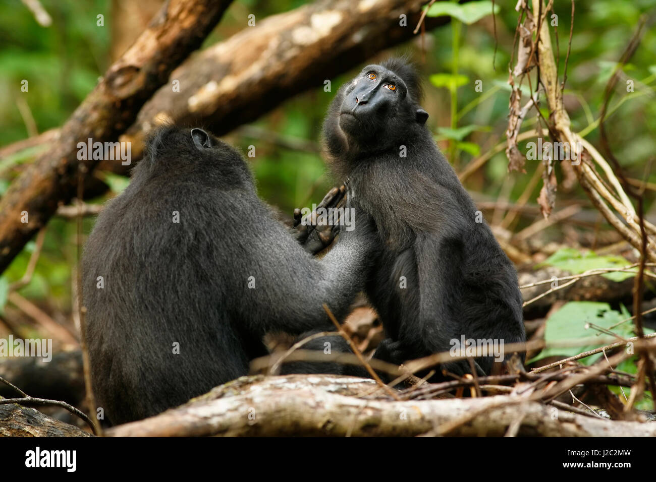 Asia, Indonesia, Sulawesi. Crested black macaque adults grooming in ...