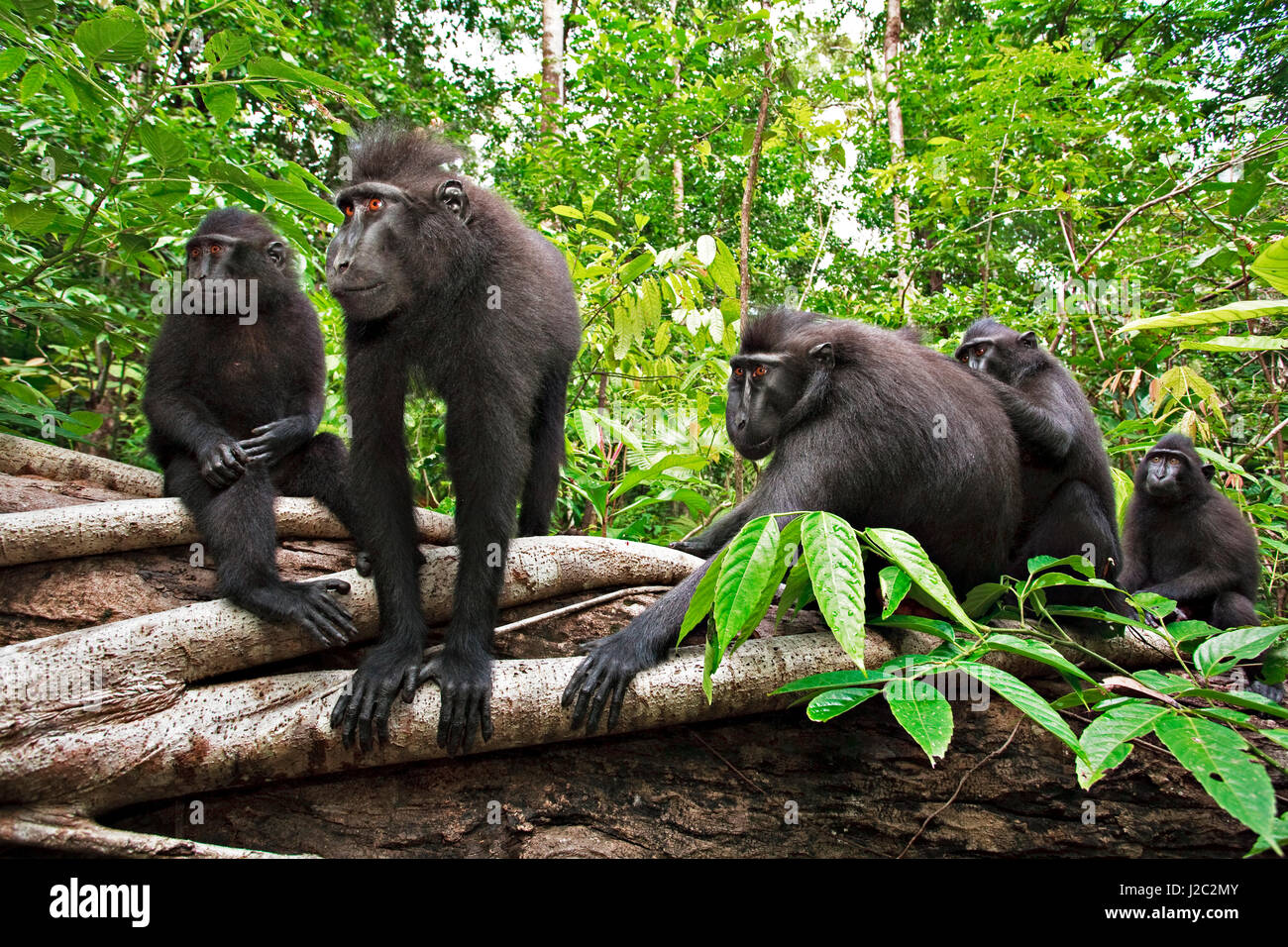 Asia, Indonesia, Sulawesi. Crested black macaque troop at rest in ...