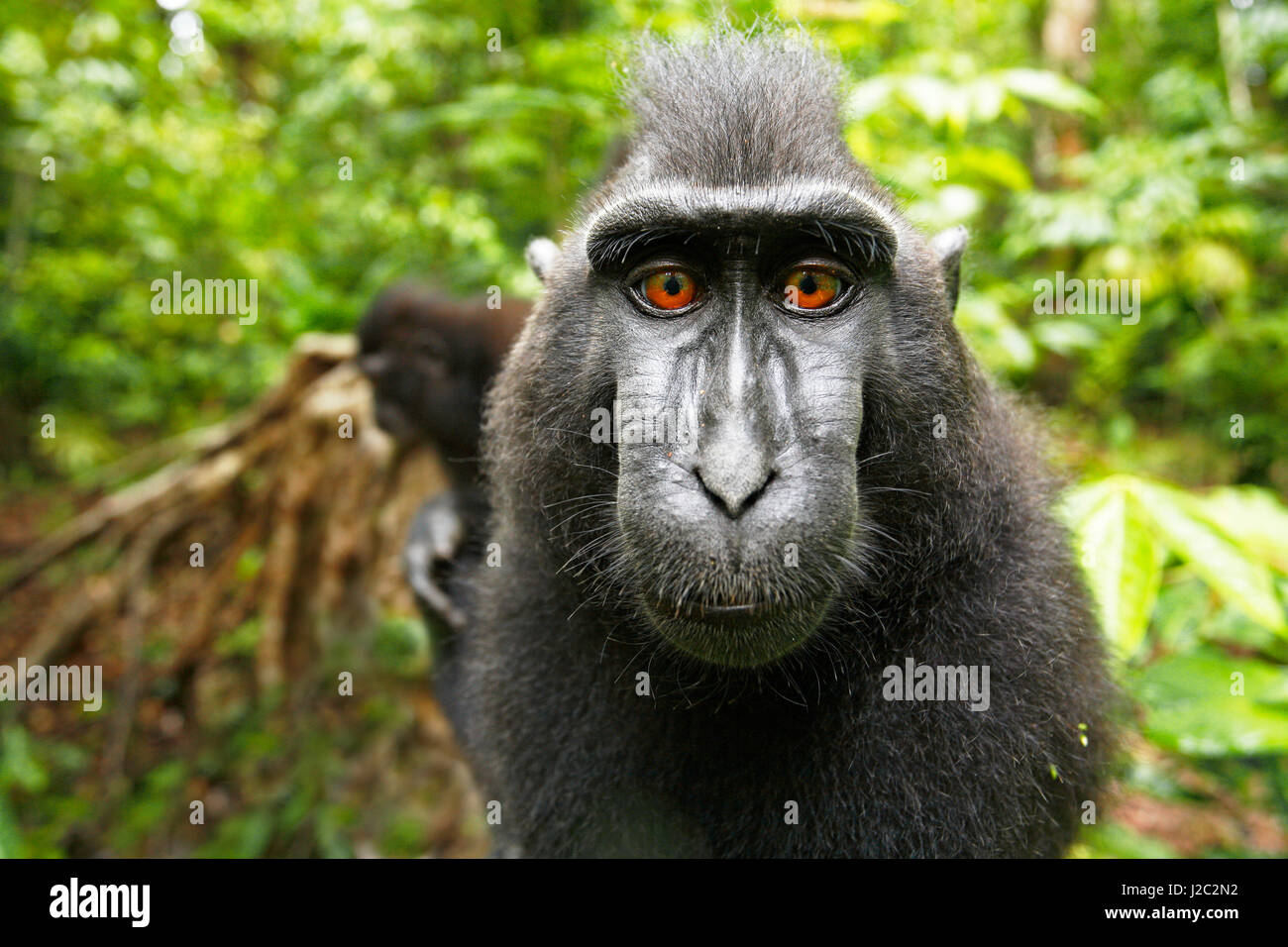 Asia, Indonesia, Sulawesi. Crested black macaque adult portrait Stock ...