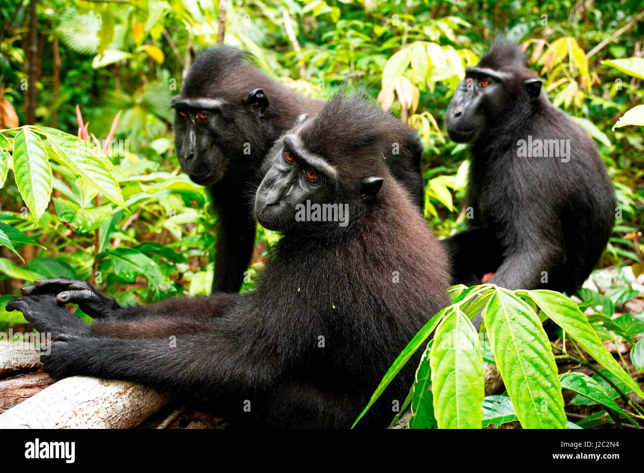 Crested macaque social group hi-res stock photography and images - Alamy