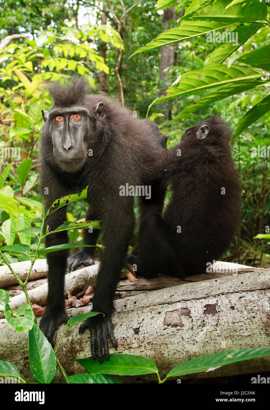 Asia, Indonesia, Sulawesi. Crested black macaque adult being groomed by ...