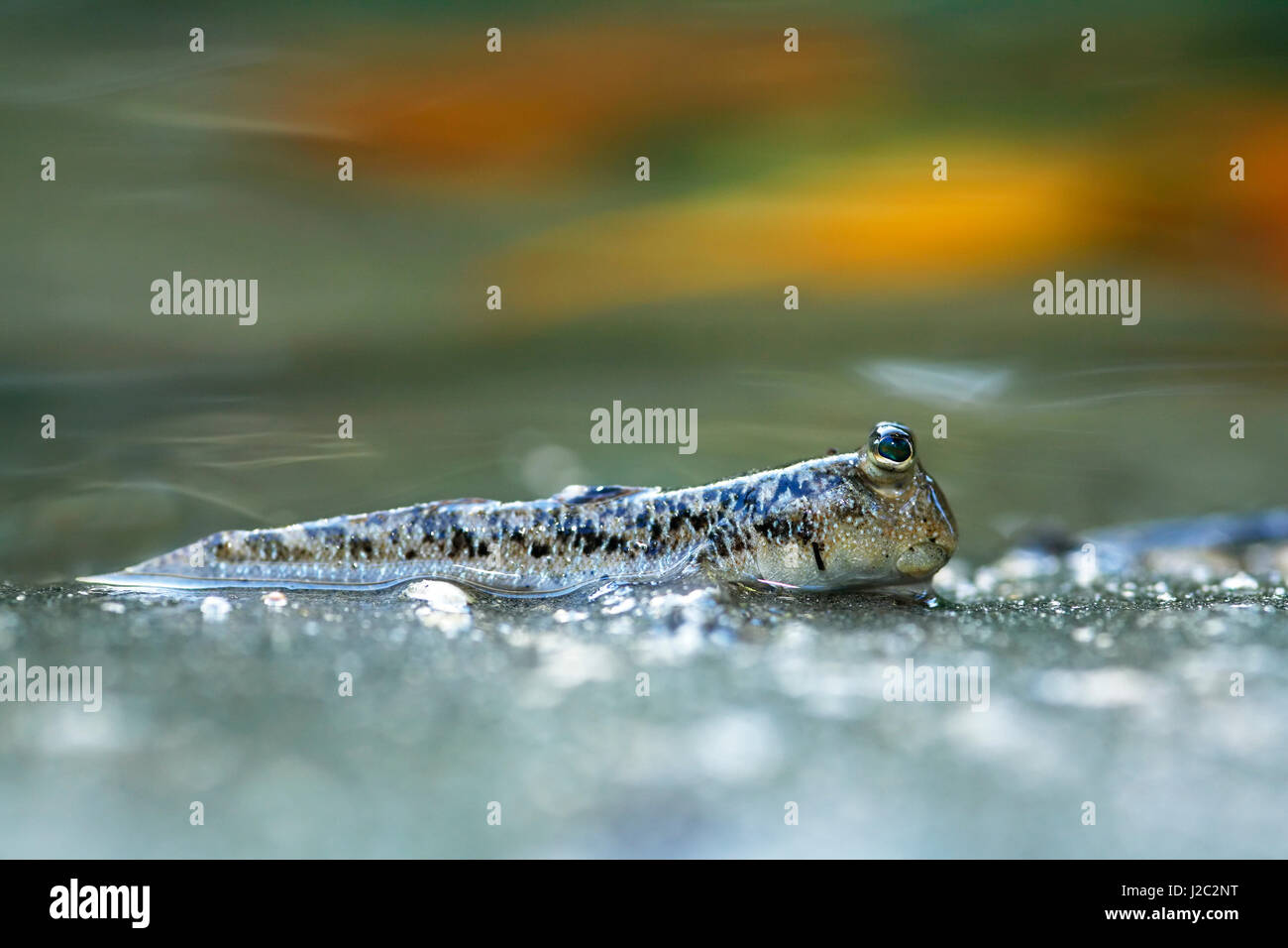 Asia, Indonesia. Silverline Mudskipper (Periophthalmus argentilineatus ...