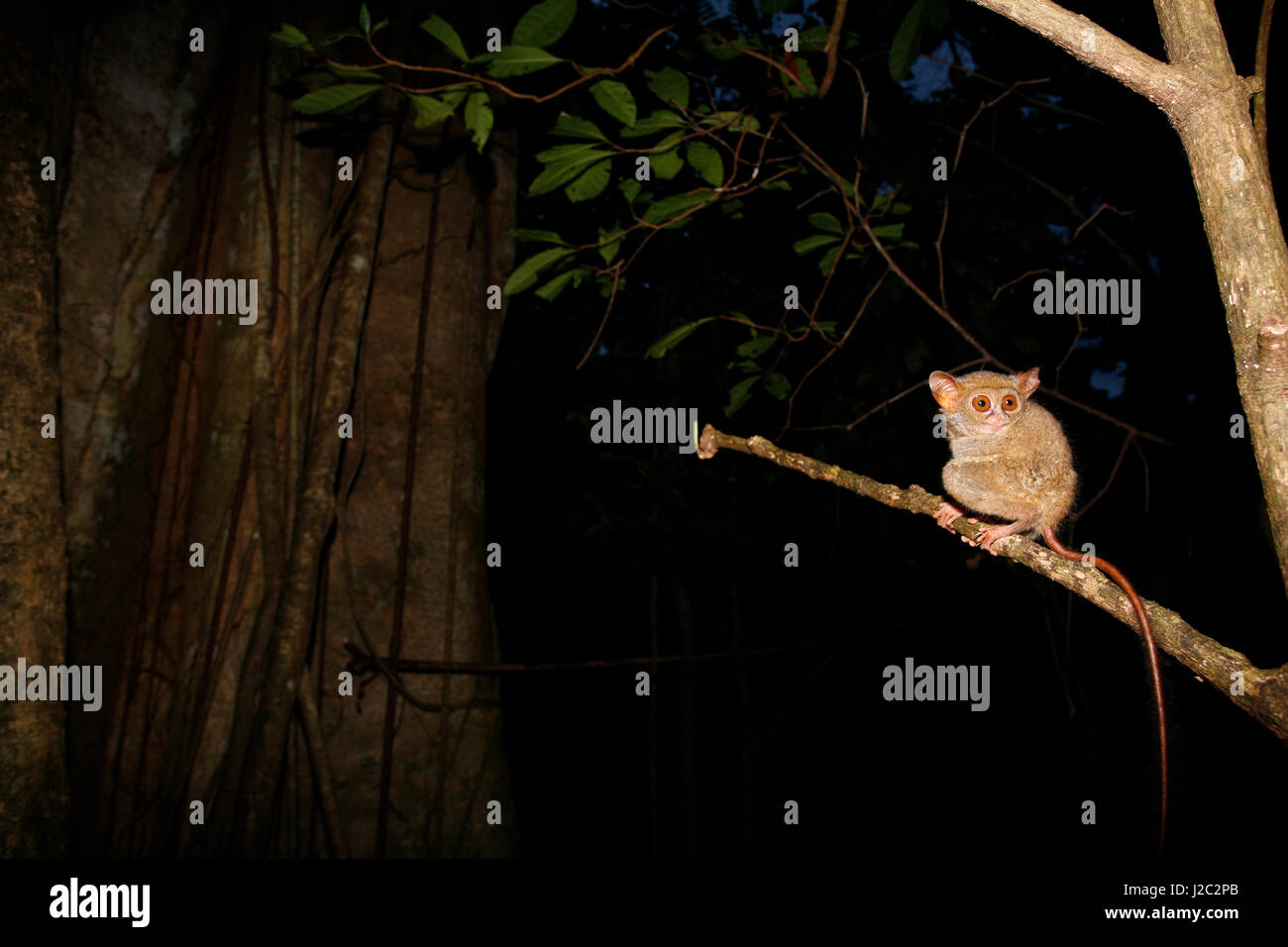Asia, Indonesia, Sulawesi, Tangkoko National Park. Tarsius spectral ...