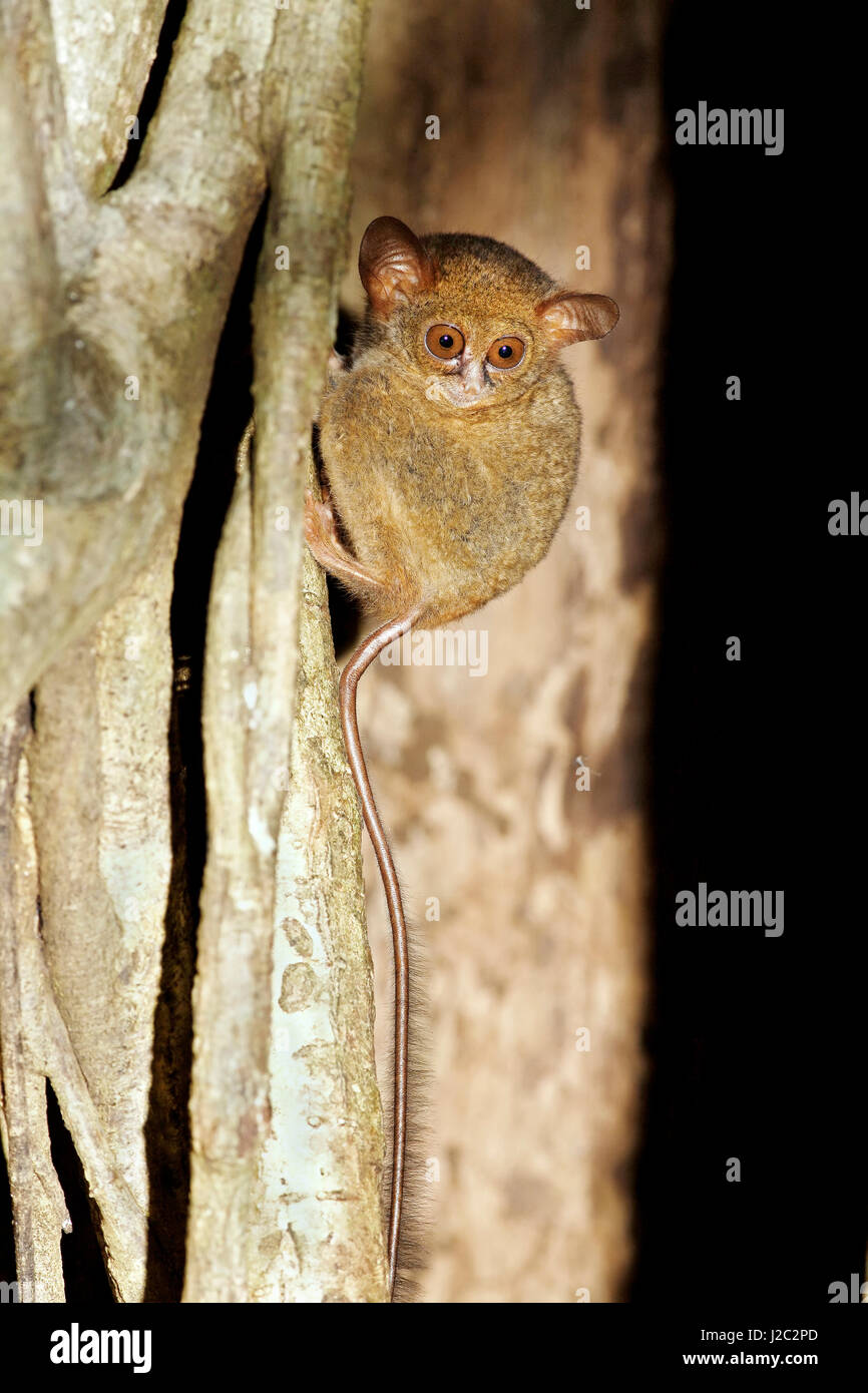 Asia, Indonesia, Sulawesi, Tangkoko National Park. Tarsius spectral ...