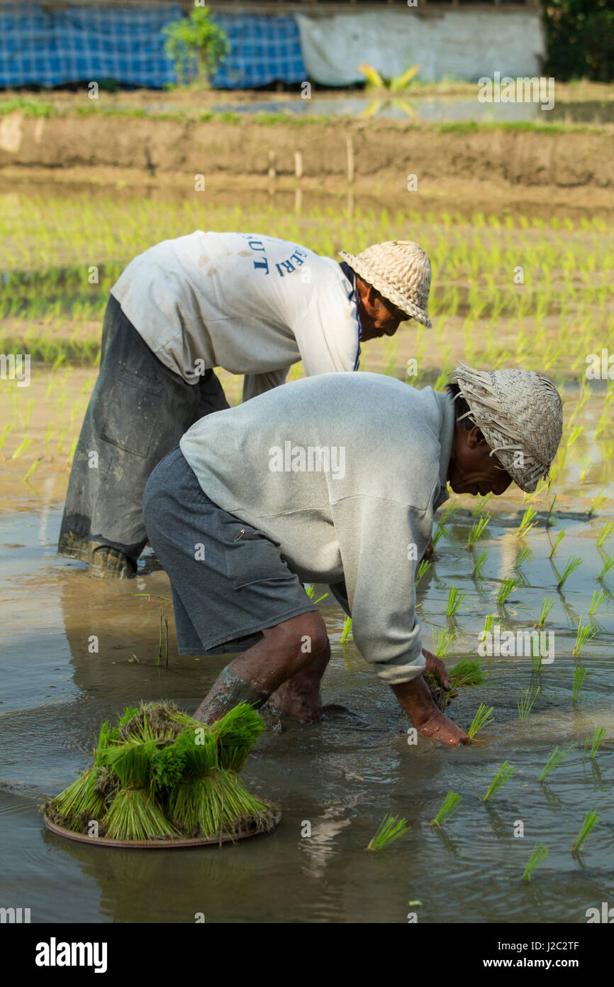 Indonesia, Bali. Balinese men planting rice seedlings in flooded rice ...