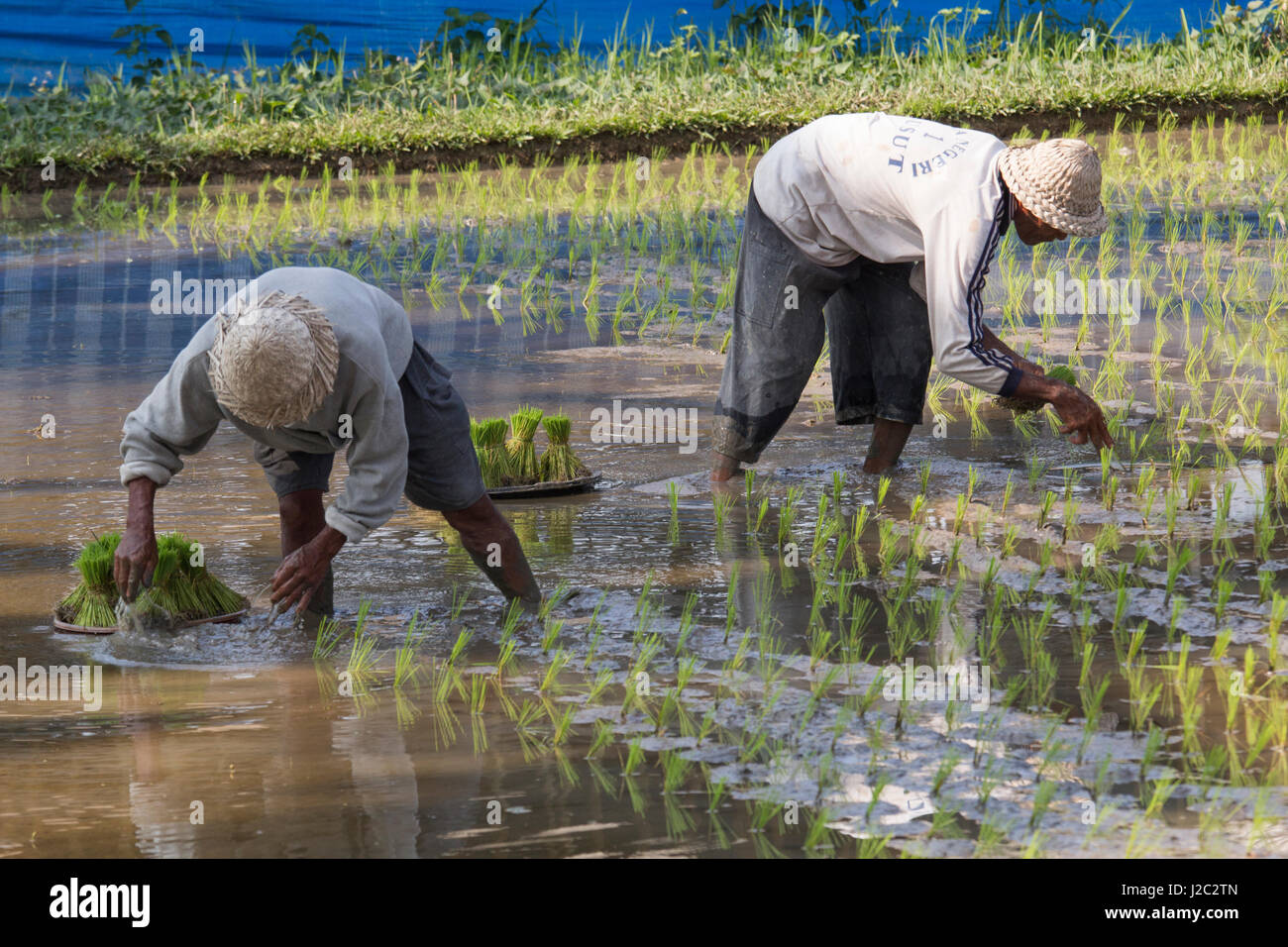 Indonesia, Bali. Balinese men planting rice seedlings in flooded rice ...