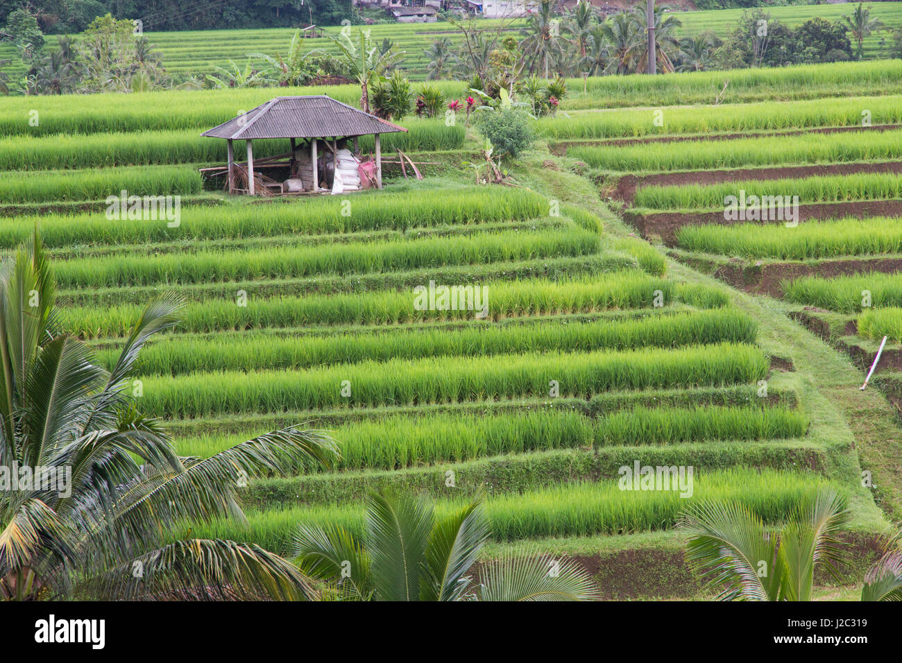 Indonesia, Bali. Terraced Subak (irrigation) Rice fields of Bali Island ...