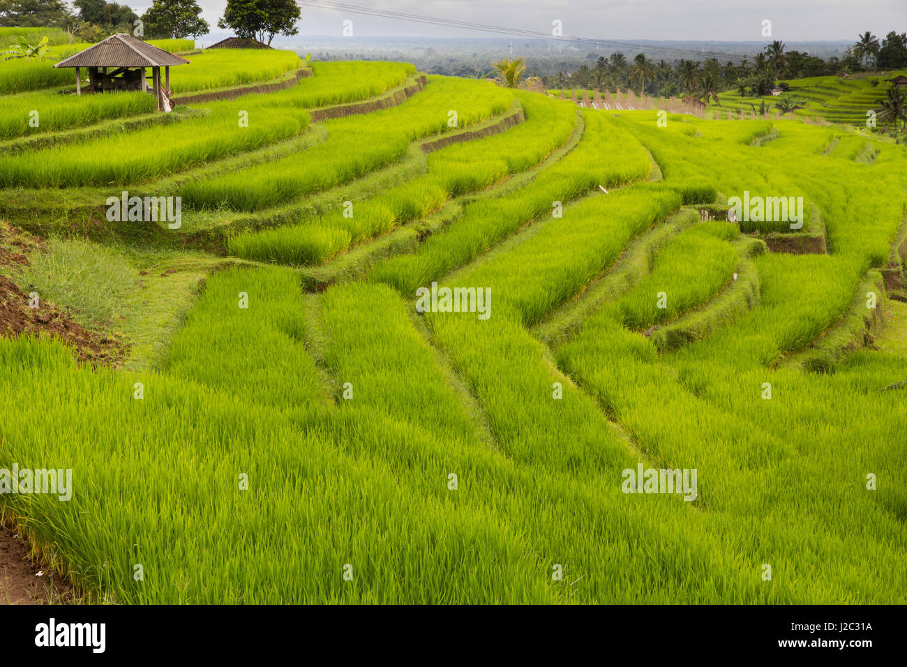 Indonesia, Bali. Terraced Subak (irrigation) Rice fields of Bali Island ...