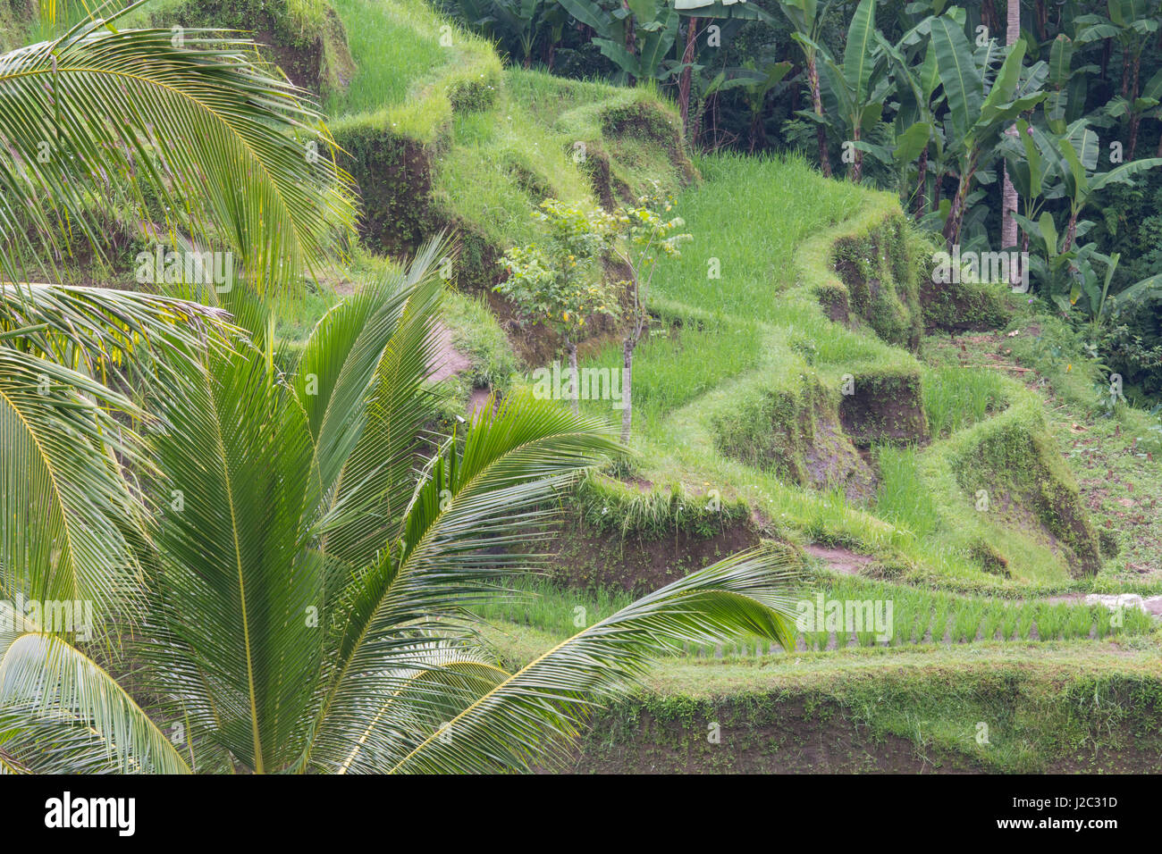 Indonesia, Bali. Terraced Subak (irrigation) Rice paddies of Bali ...