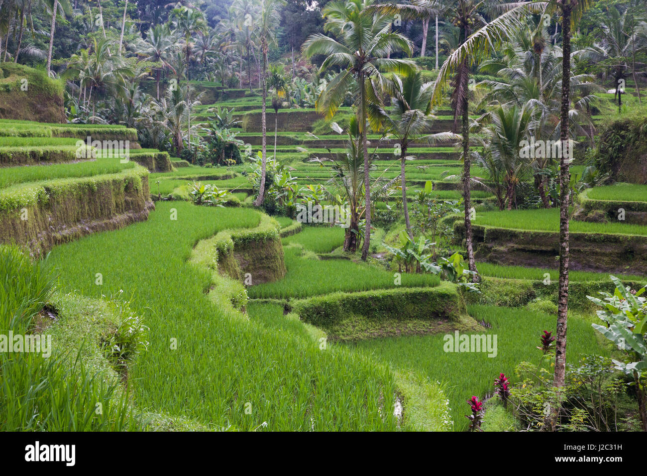 Indonesia, Bali. Terraced Subak (irrigation) Rice paddies of Bali ...