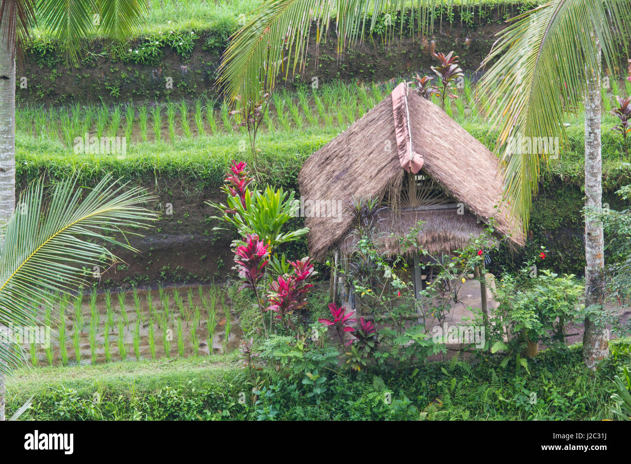 Indonesia, Bali. Village house near terraced Subak Rice paddies of Bali ...