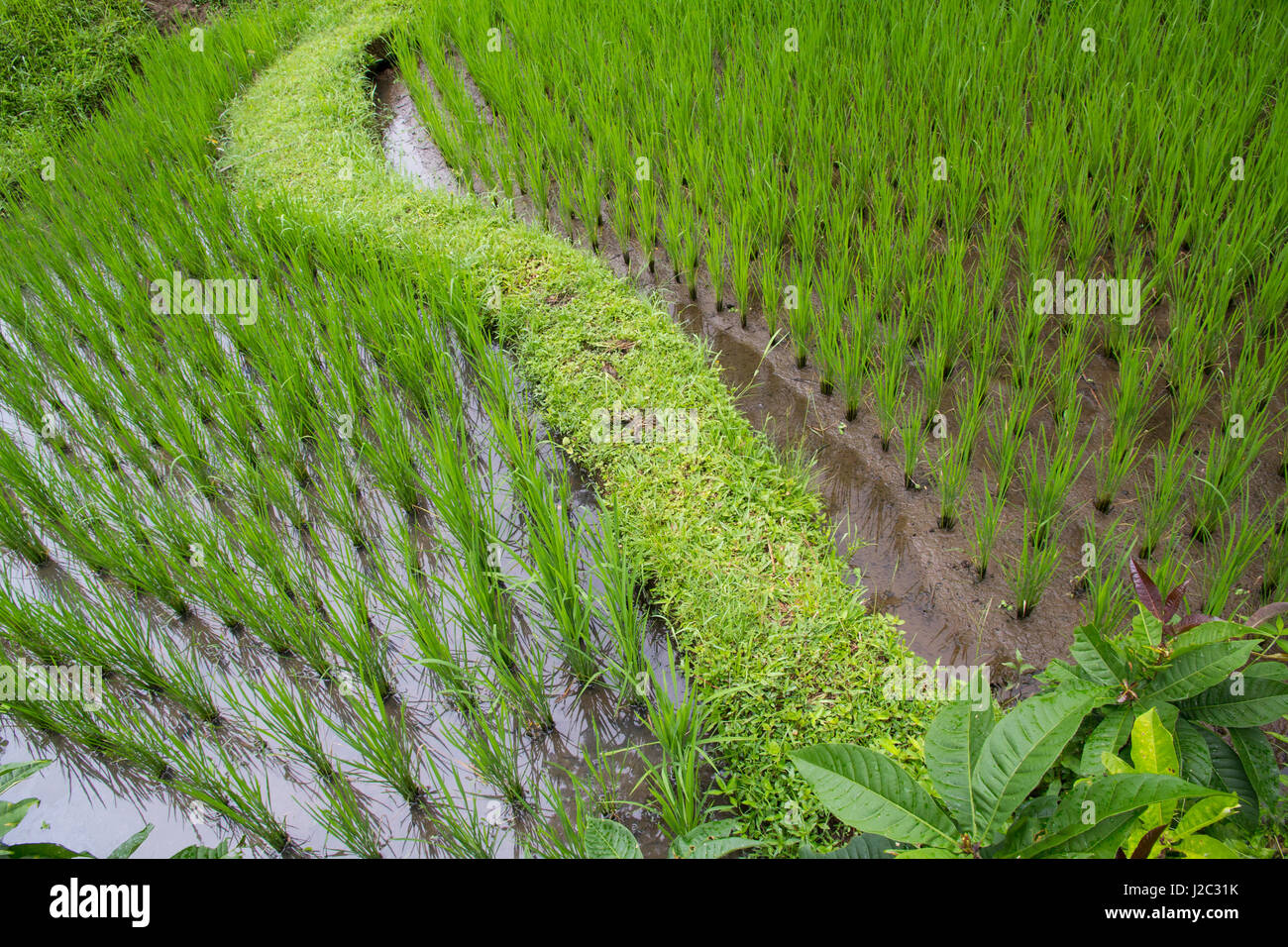 Indonesia, Bali. Terraced Subak Rice paddies of Bali Island, Indonesia ...