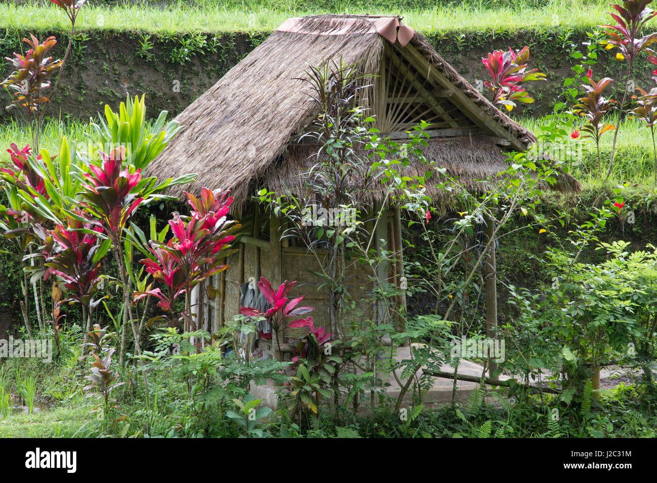 Indonesia, Bali. Colorful village house near terraced Subak Rice ...