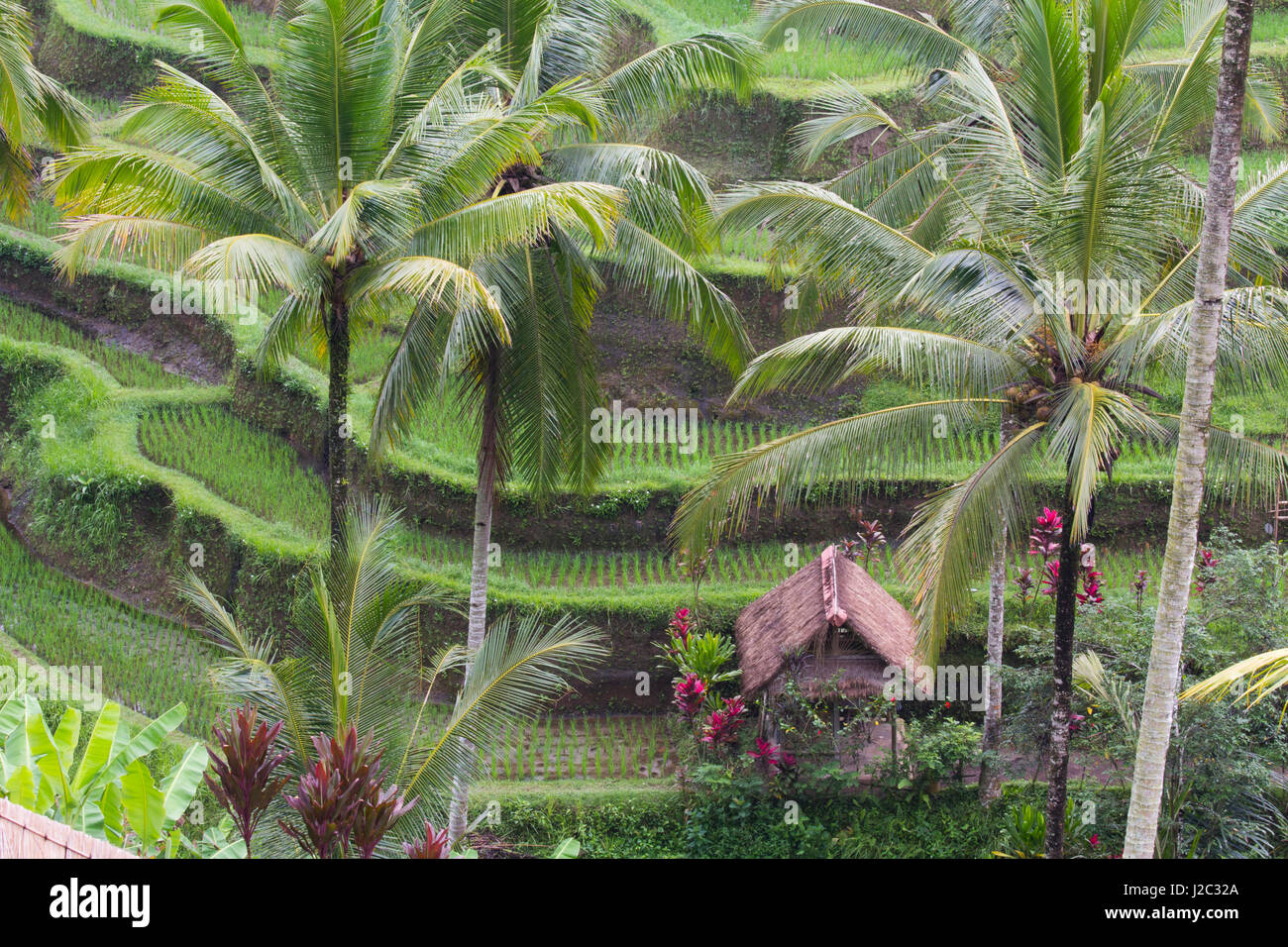 Indonesia, Bali. Village house near terraced Subak (irrigation) Rice ...