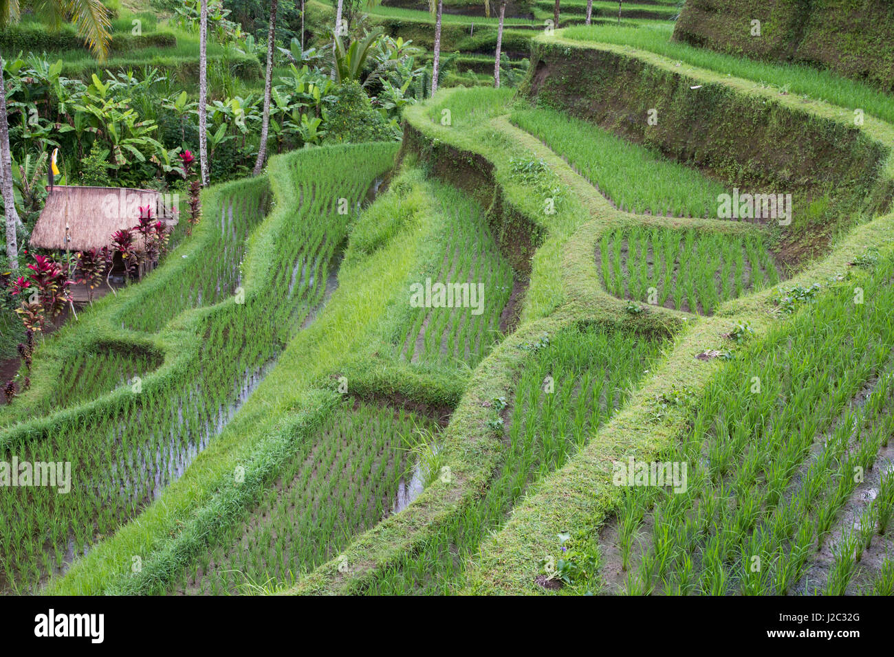 Indonesia, Bali. Terraced Subak Rice paddies of Bali Island Stock Photo ...