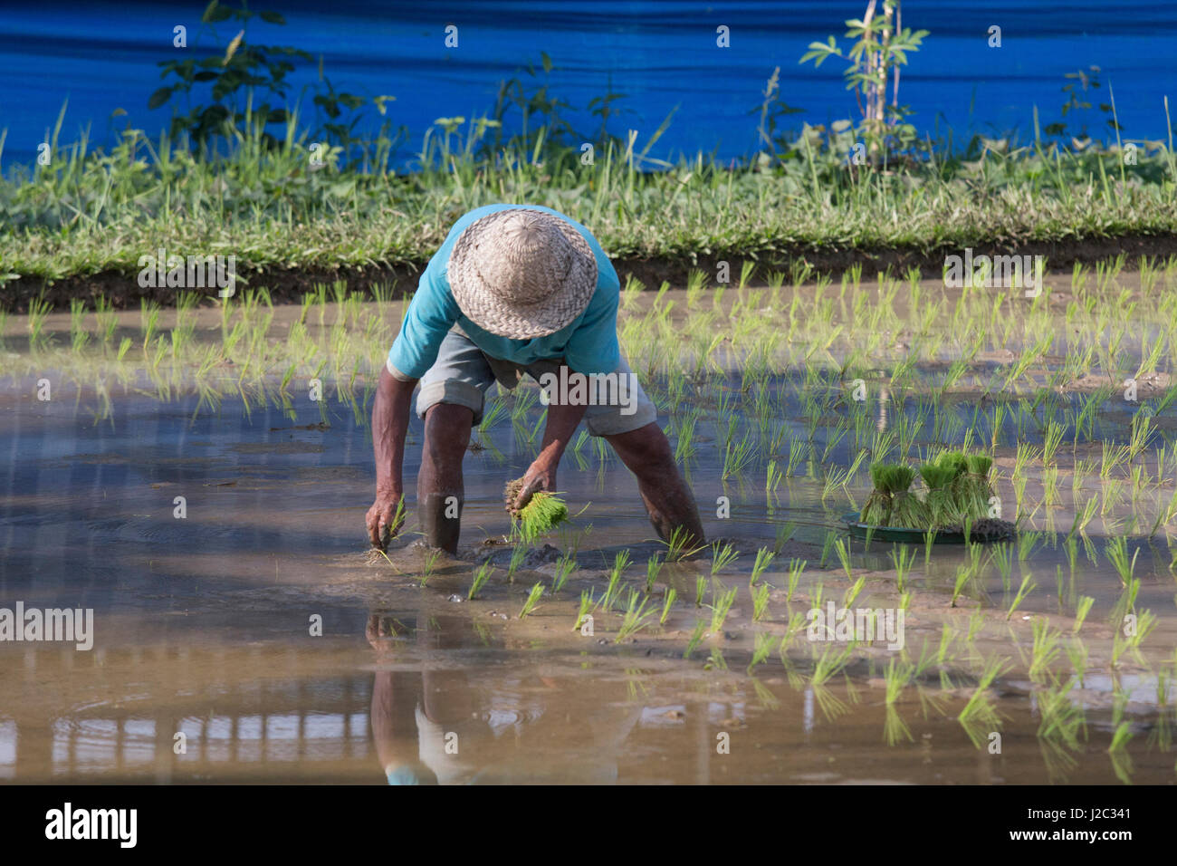 Indonesia, Bali. Balinese Farmer Planting Rice Stock Photo - Alamy