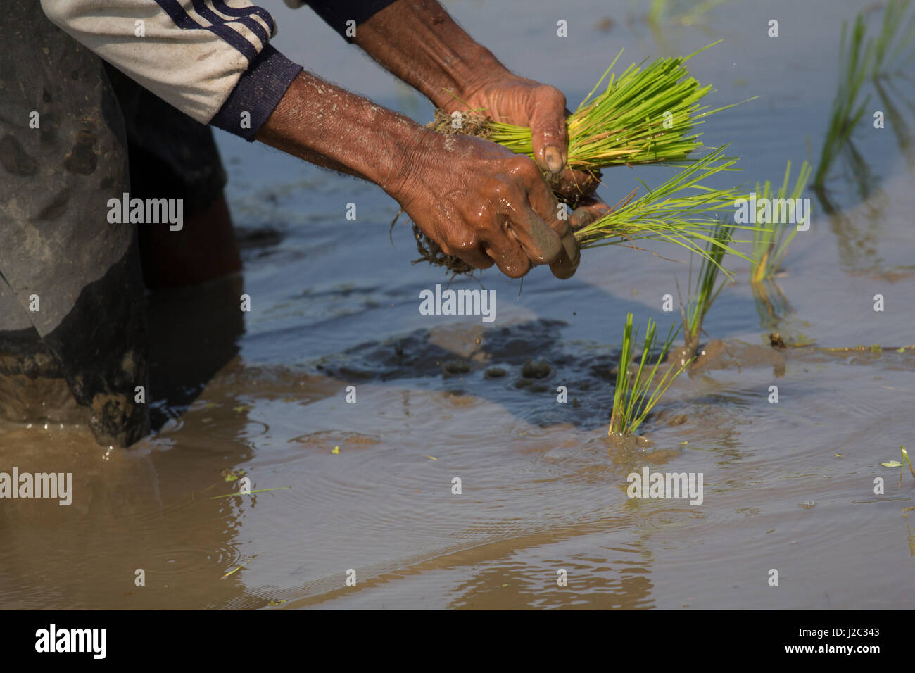 Indonesia, Bali. Balinese man planting rice seedlings in flooded rice ...