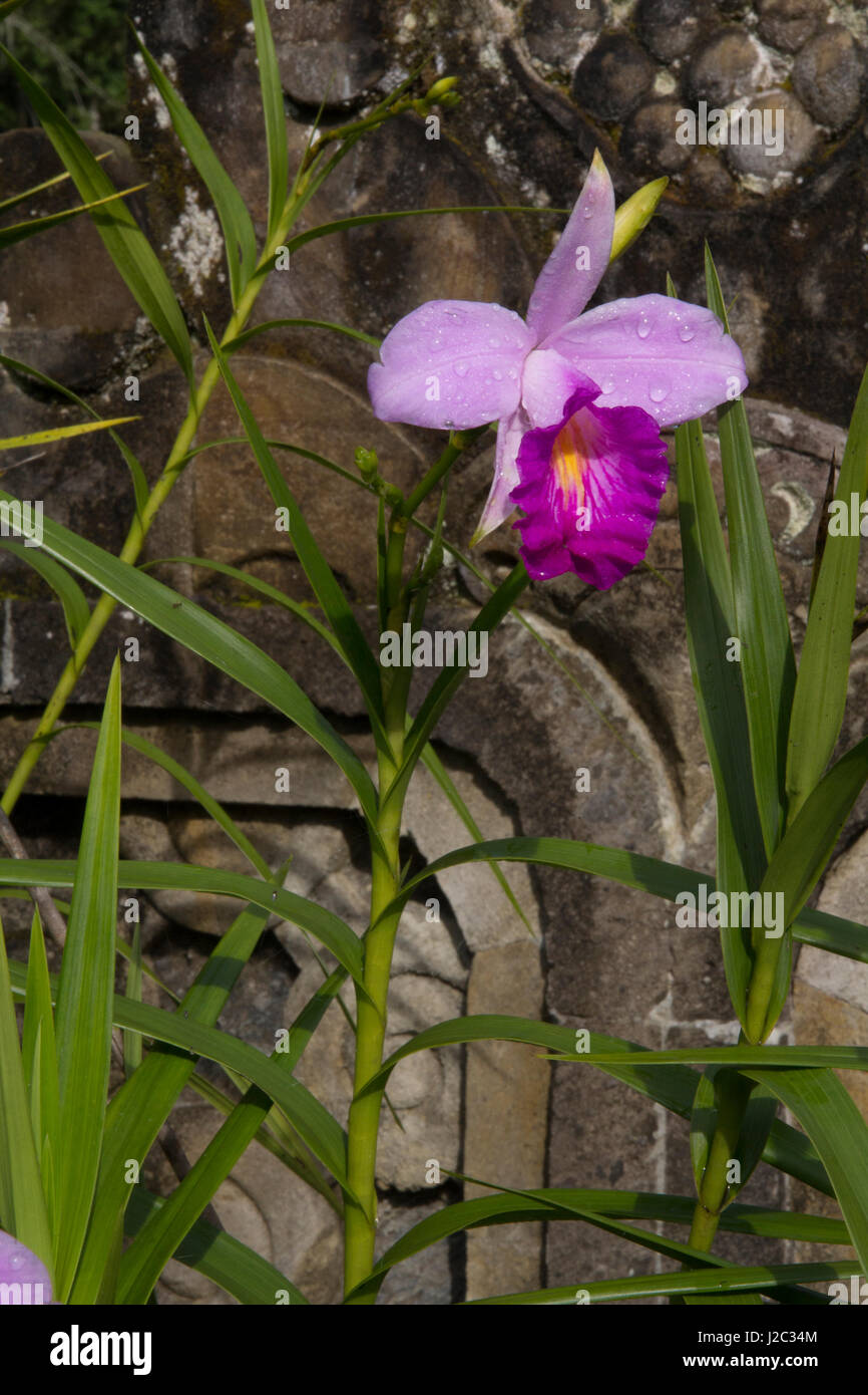 Indonesia, Bali. Orchid at Eka Karya Botanic Garden, also known as Bali ...