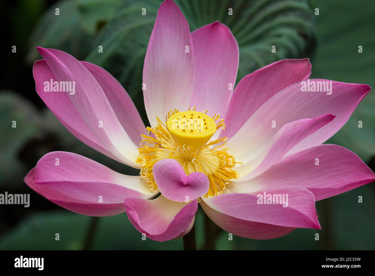 Pink Lotus flower, water lily, nymphaea species, Ubud Stock Photo - Alamy