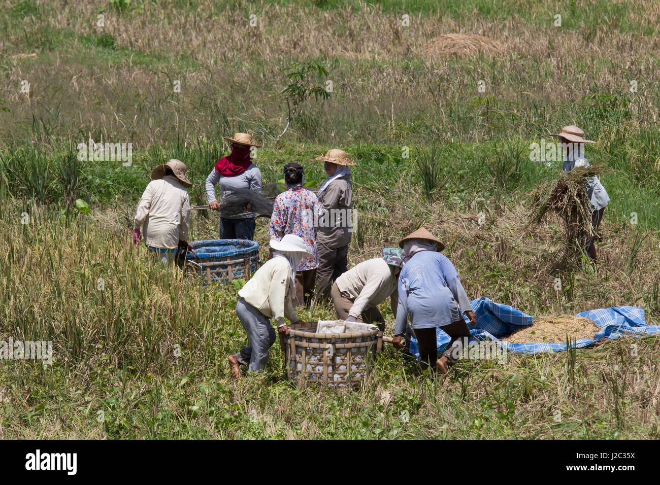 Indonesia, Bali. Female field workers harvest rice crop Stock Photo - Alamy