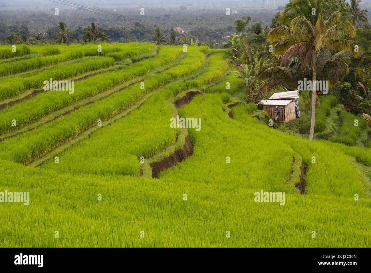 Indonesia, Bali. Terraced Subak (irrigation) Rice fields of Bali Island ...