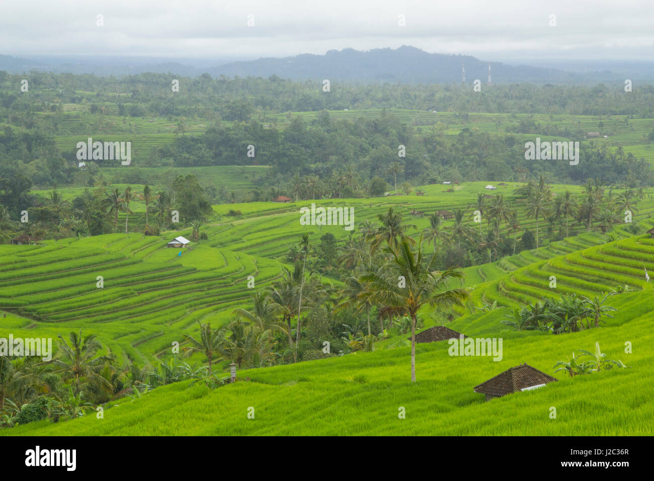 Indonesia, Bali. Terraced Subak (irrigation) Rice fields of Bali Island ...