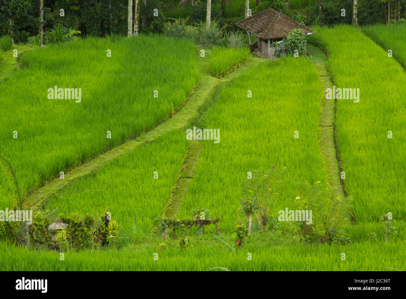 Indonesia, Bali. Terraced Subak (irrigation) Rice fields of Bali Island ...