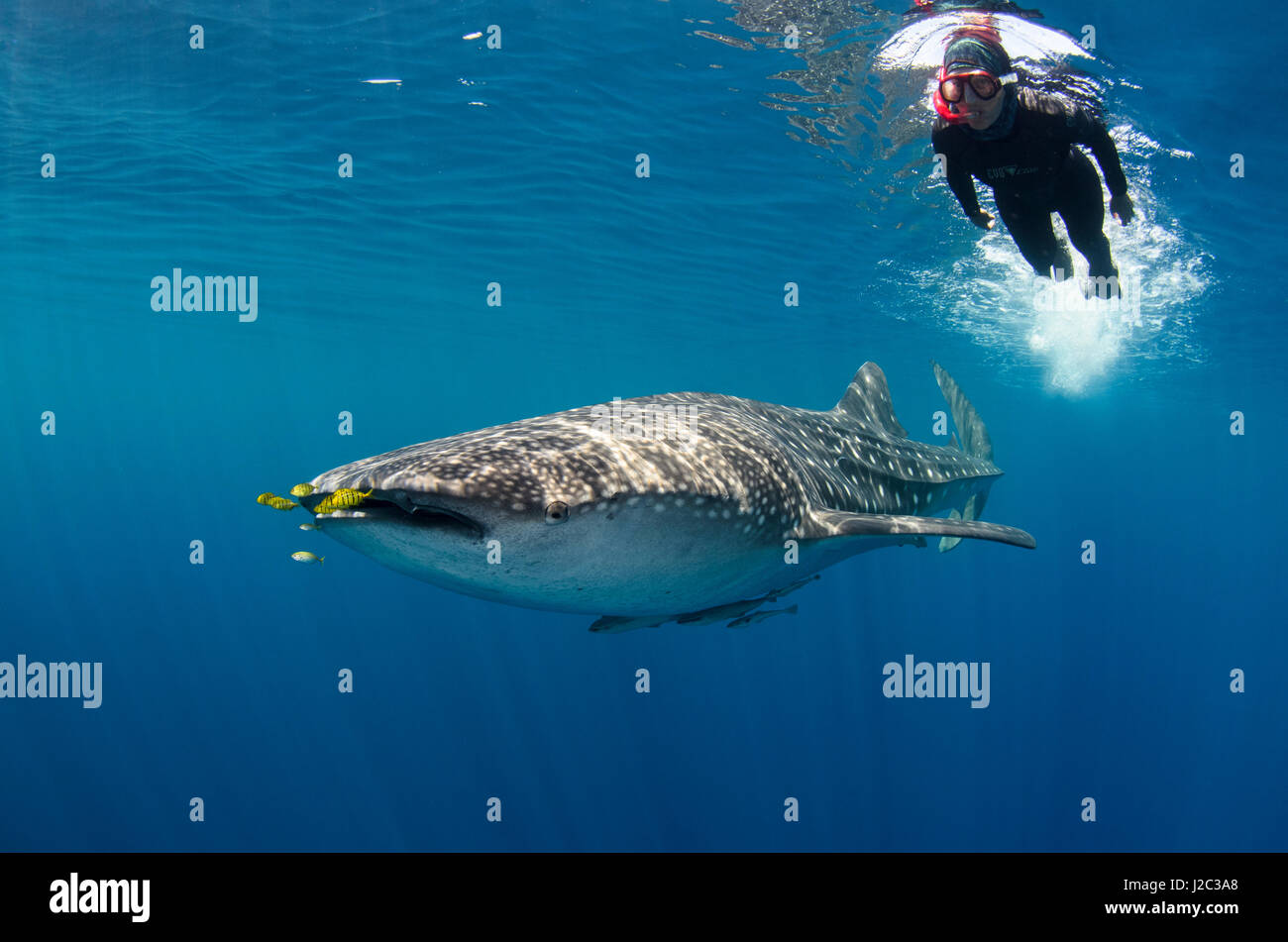 Whale Shark and tourist. Cenderawasih Bay, West Papua, Indonesia Stock ...