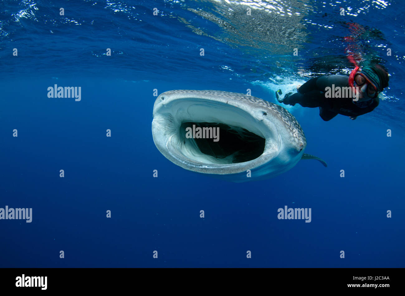 Whale Shark and tourist. Cenderawasih Bay, West Papua, Indonesia Stock ...