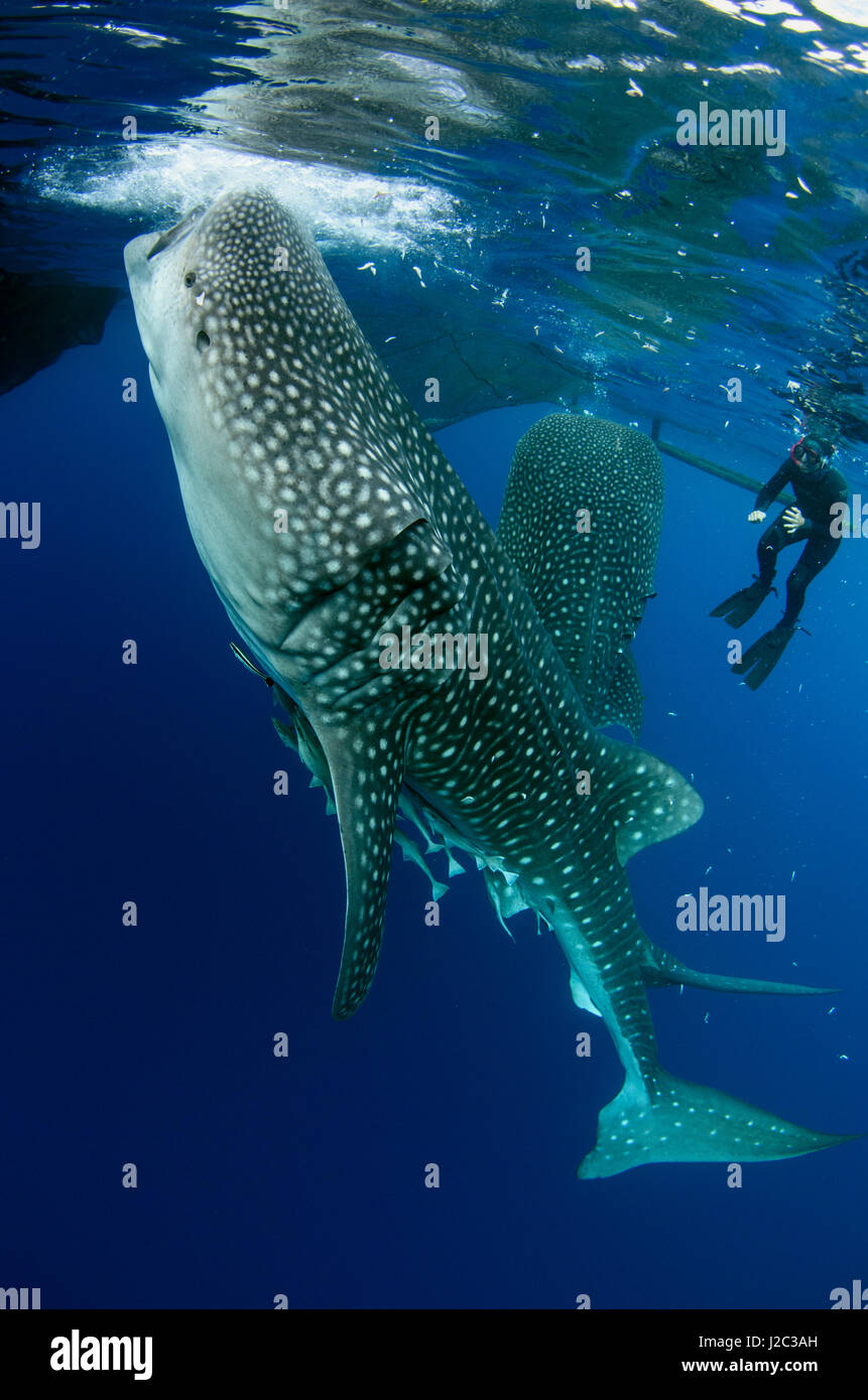 Whale Shark and tourist. Cenderawasih Bay, West Papua, Indonesia Stock ...