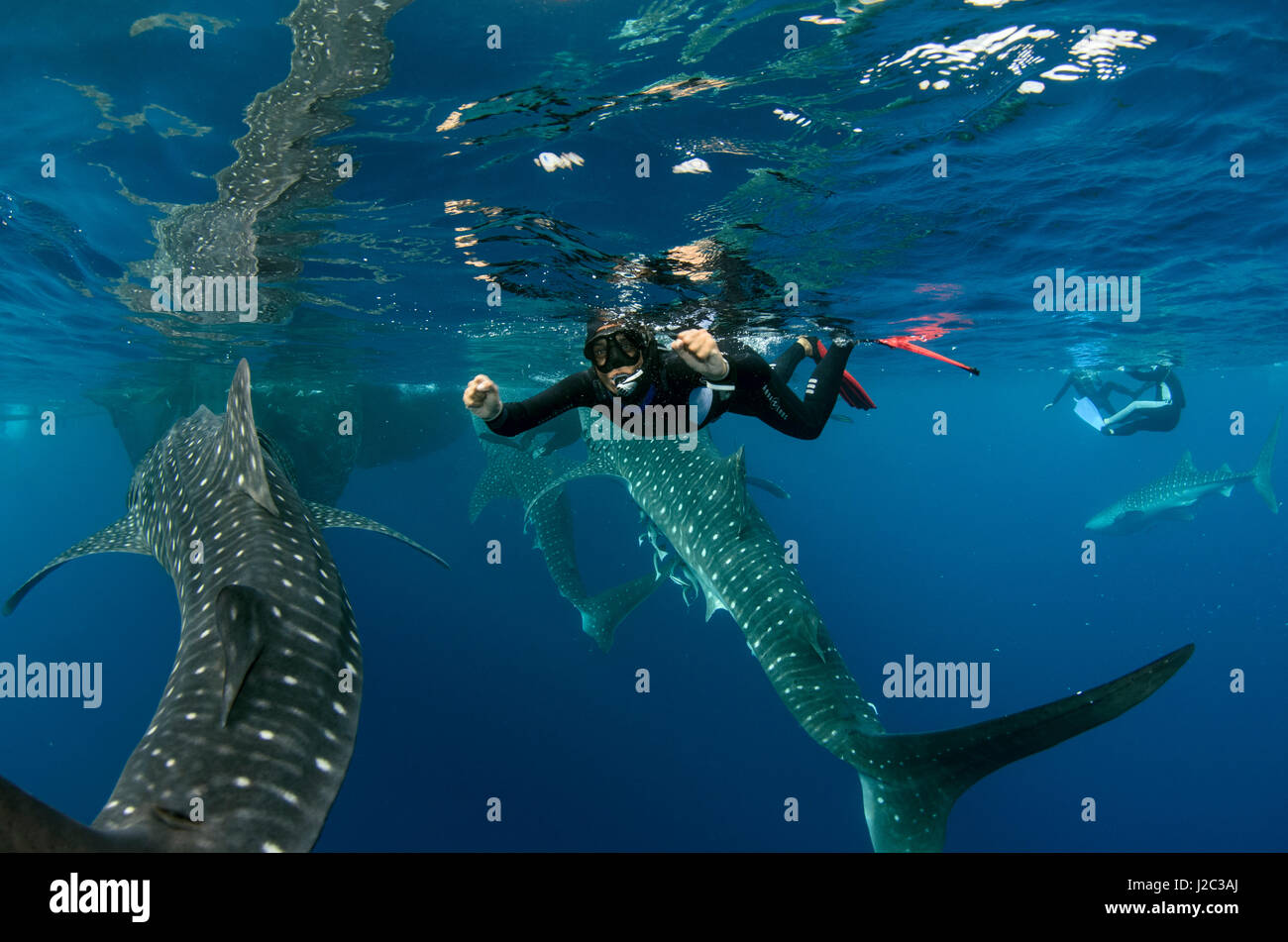 Whale Shark and tourist. Cenderawasih Bay, West Papua, Indonesia Stock ...