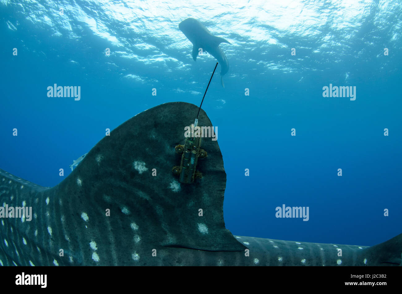 Whale shark sat tag cenderawasih bay hi-res stock photography and ...