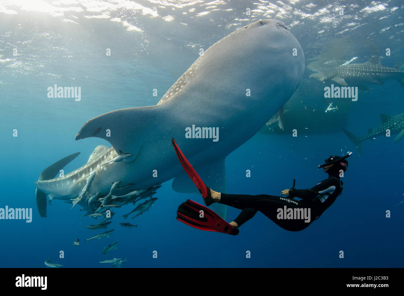 Whale Shark and tourist. Cenderawasih Bay, West Papua, Indonesia Stock ...