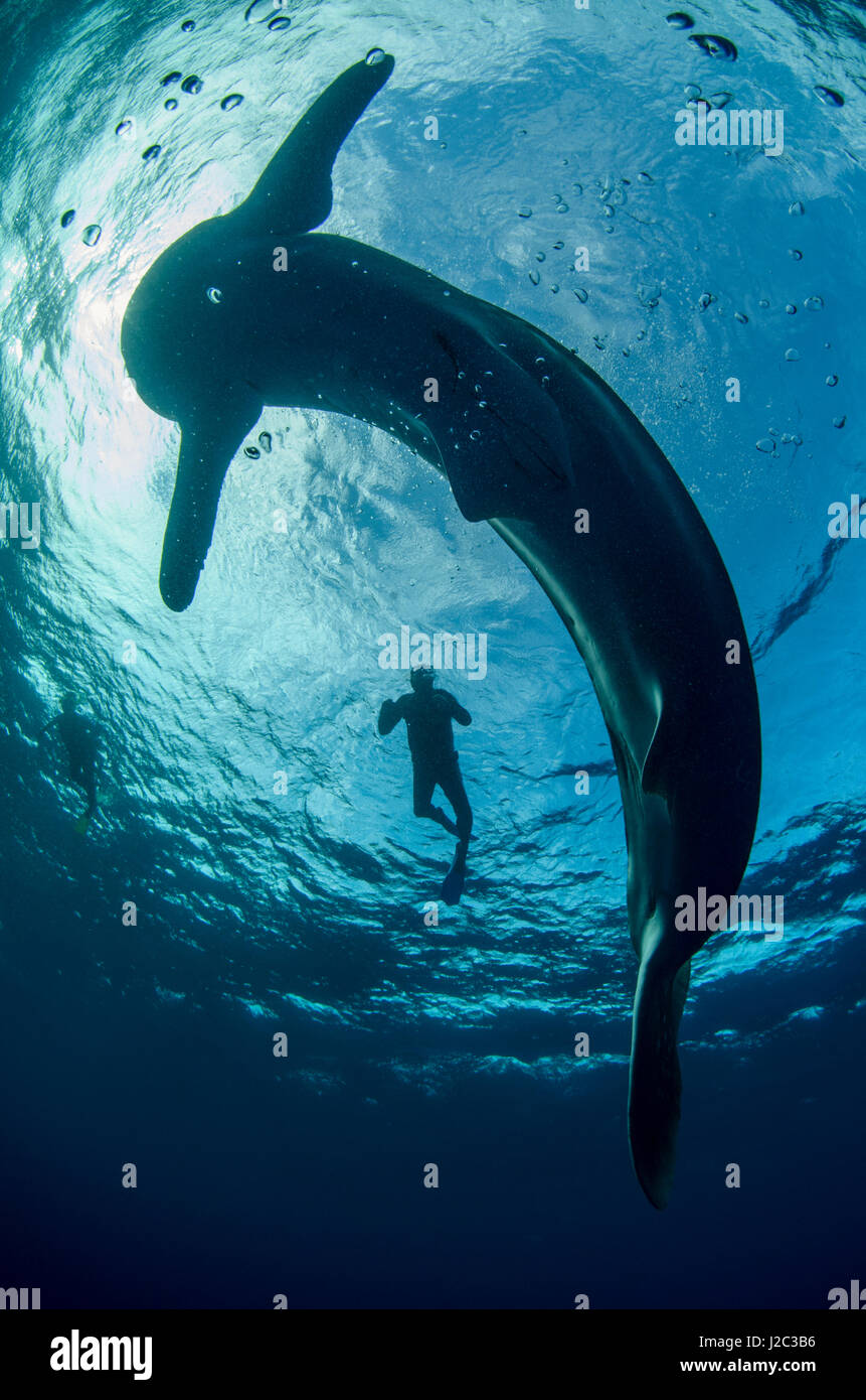 Whale Shark and tourist. Cenderawasih Bay, West Papua, Indonesia Stock ...