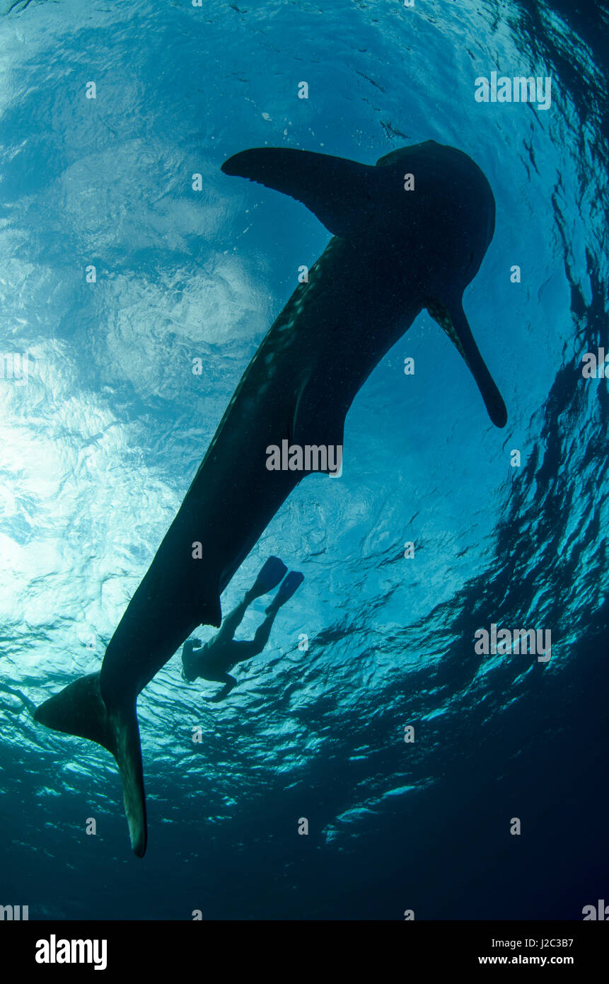 Whale Shark and tourist. Cenderawasih Bay, West Papua, Indonesia Stock ...