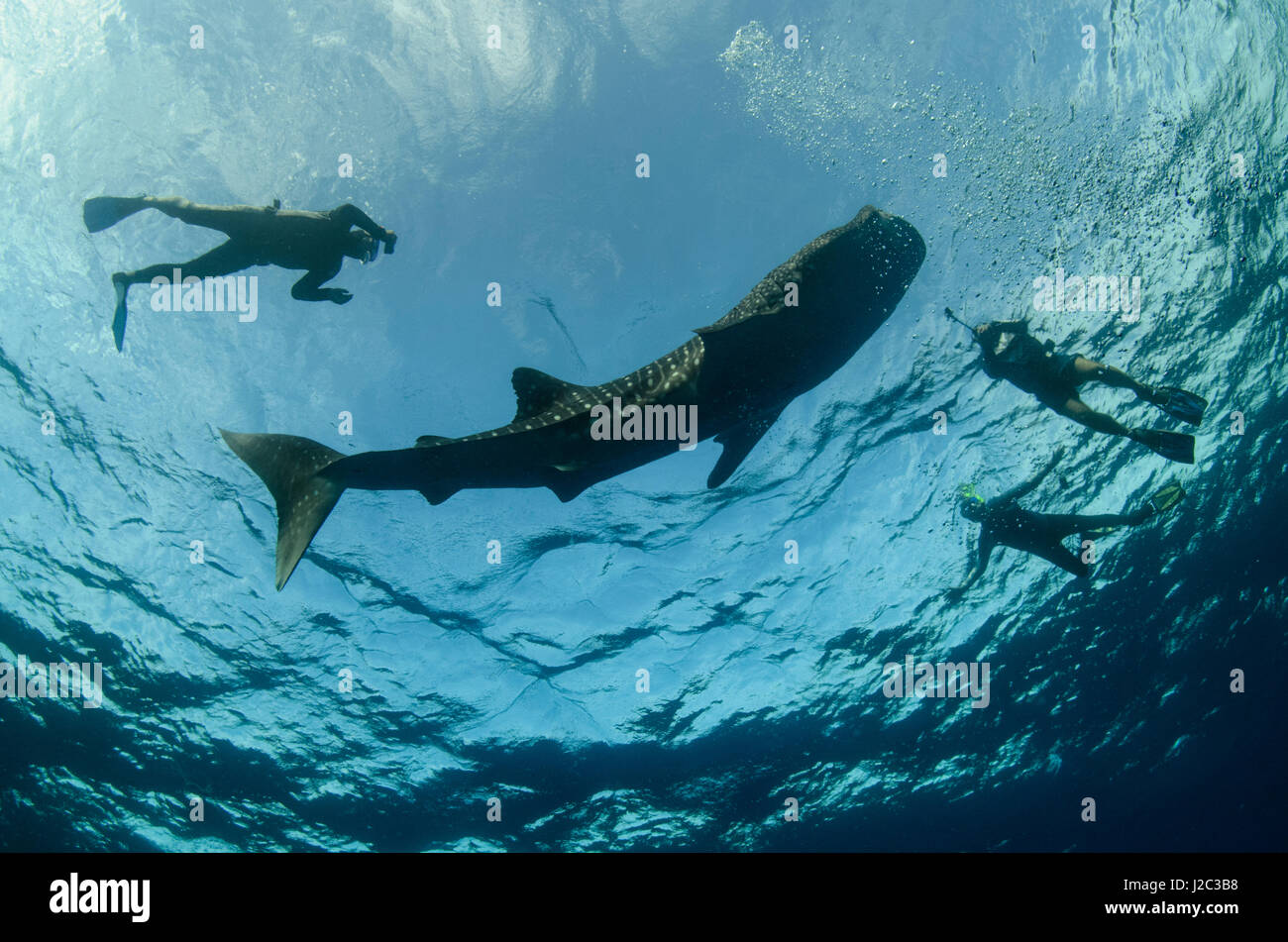 Whale Shark and tourist. Cenderawasih Bay, West Papua, Indonesia Stock ...