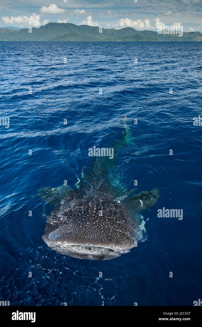 Whale Shark, Cenderawasih Bay, West Papua, Indonesia Stock Photo - Alamy