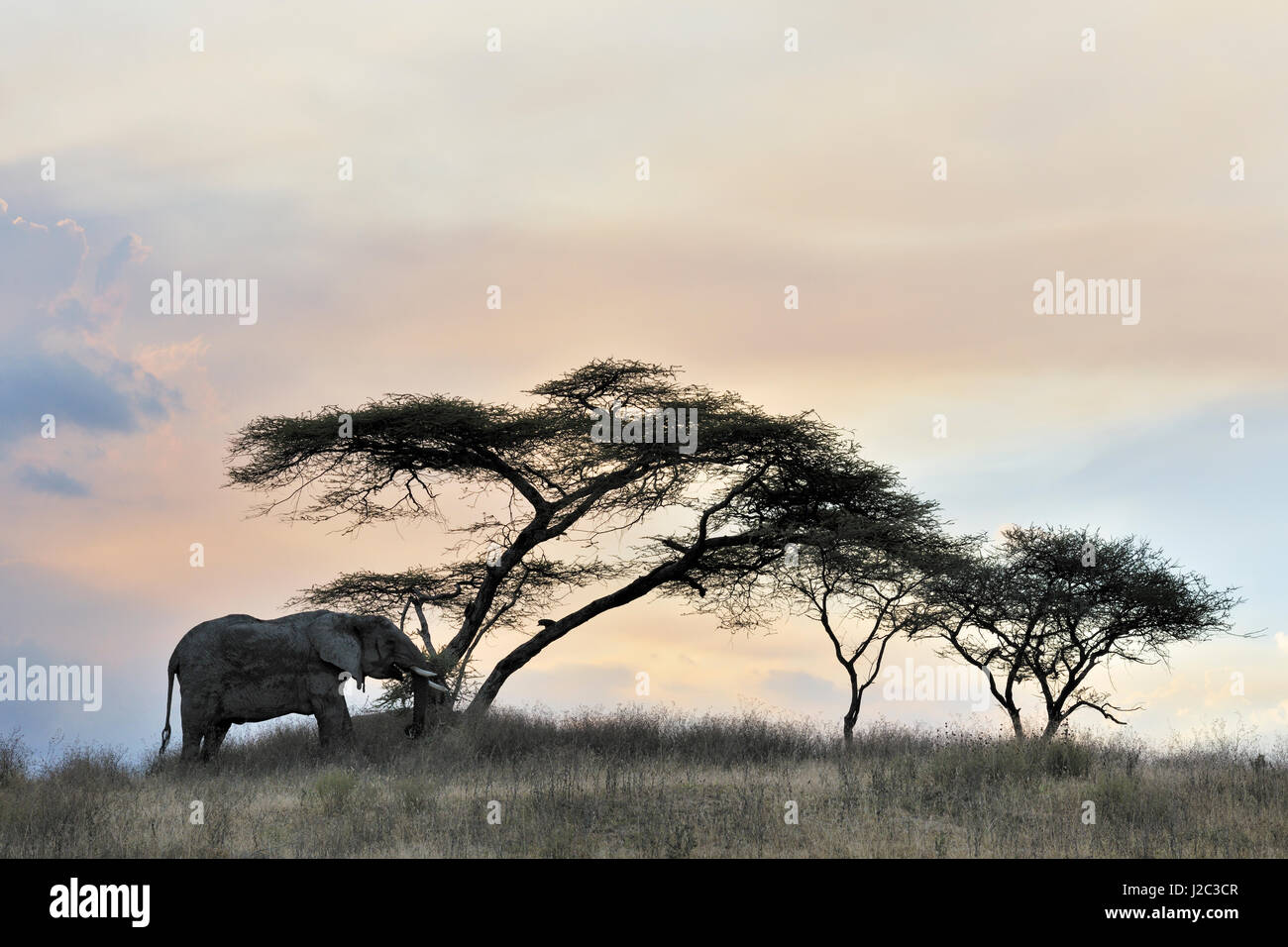 Acacia Tree Elephant