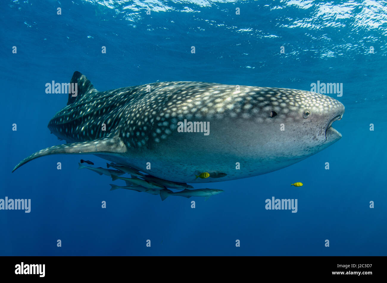 Whale Shark, Cenderawasih Bay, West Papua, Indonesia Stock Photo - Alamy